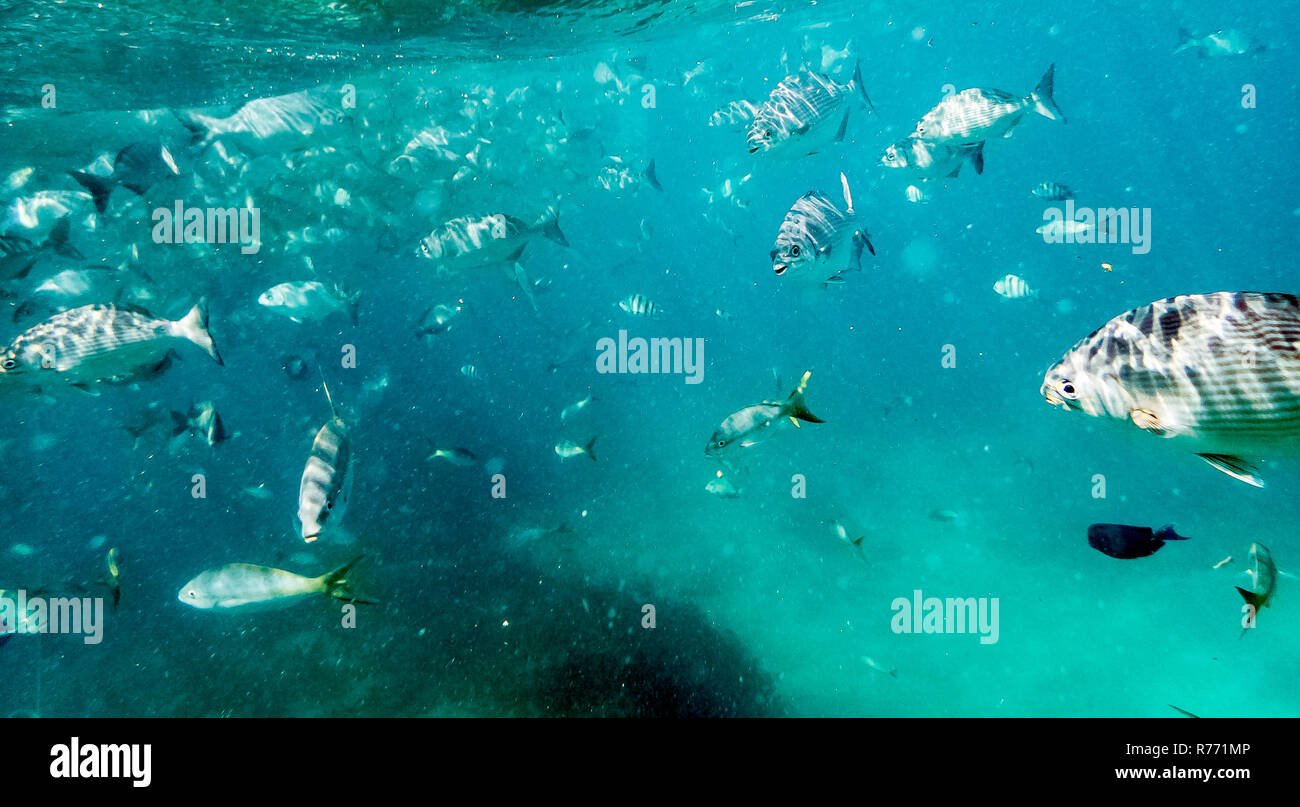 Marine life in Atlantic Ocean on Cuban coast Stock Photo - Alamy