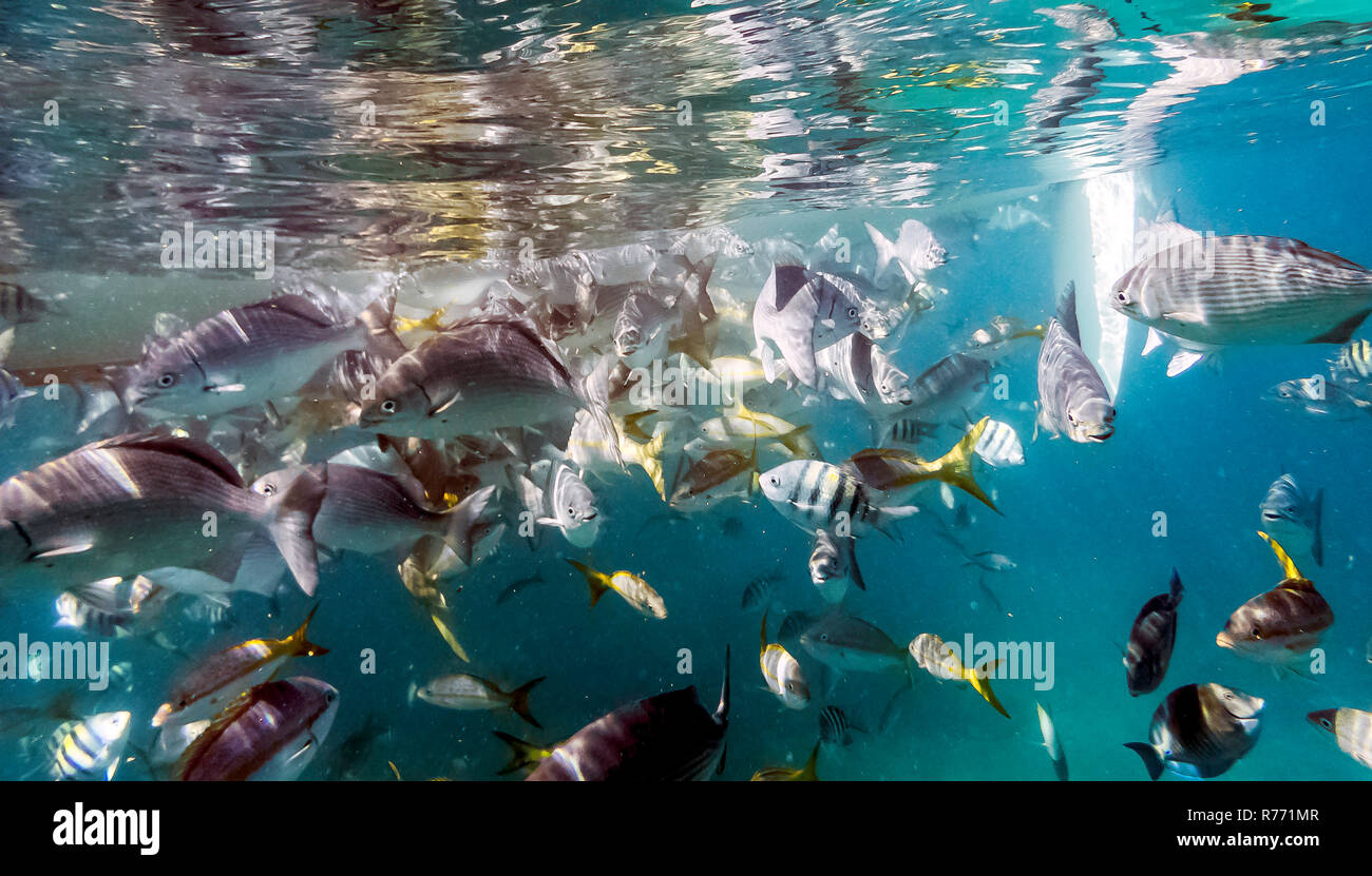 Marine life in Atlantic Ocean on Cuban coast Stock Photo - Alamy