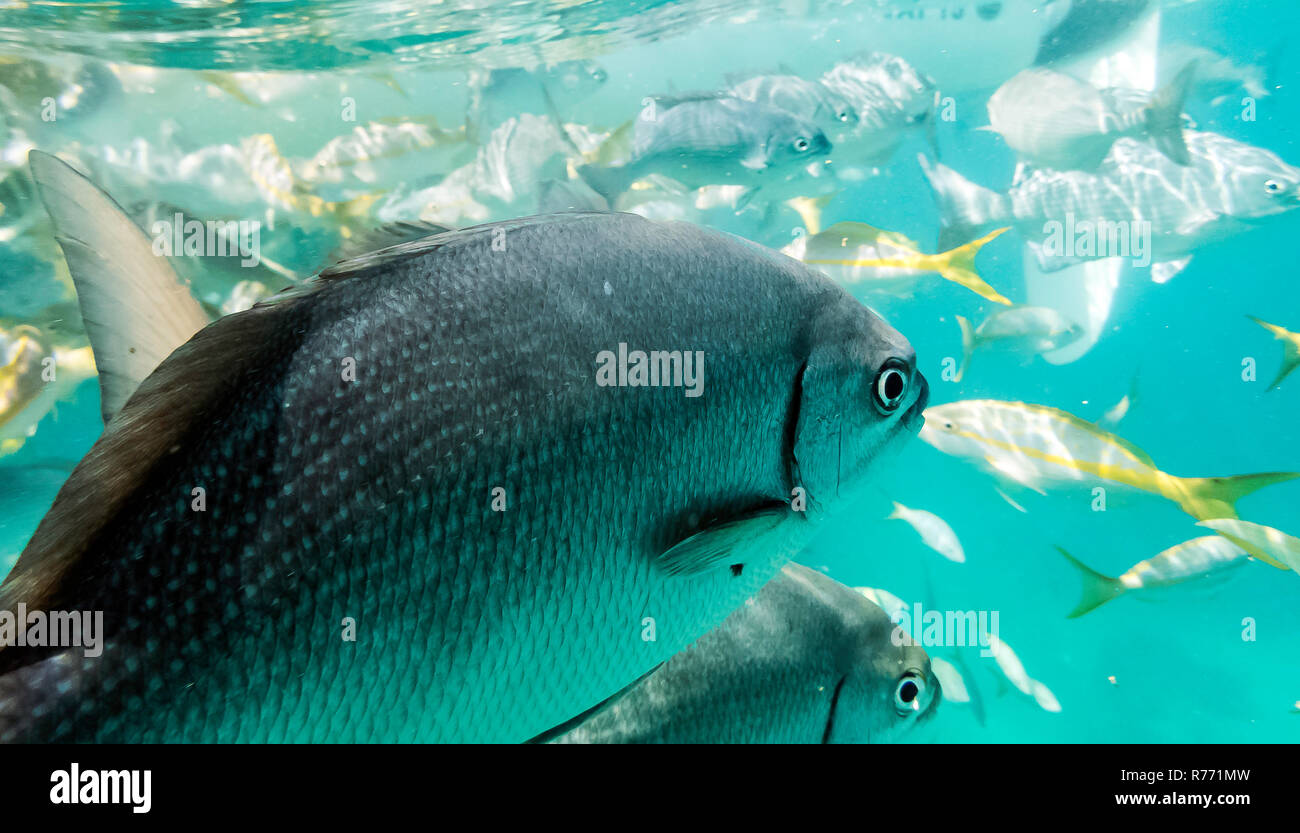 Marine life in Atlantic Ocean on Cuban coast Stock Photo - Alamy