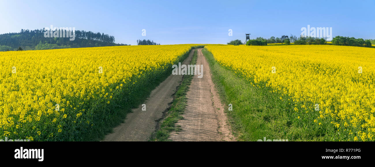 Yellow rapeseed field pathway hi-res stock photography and images - Alamy