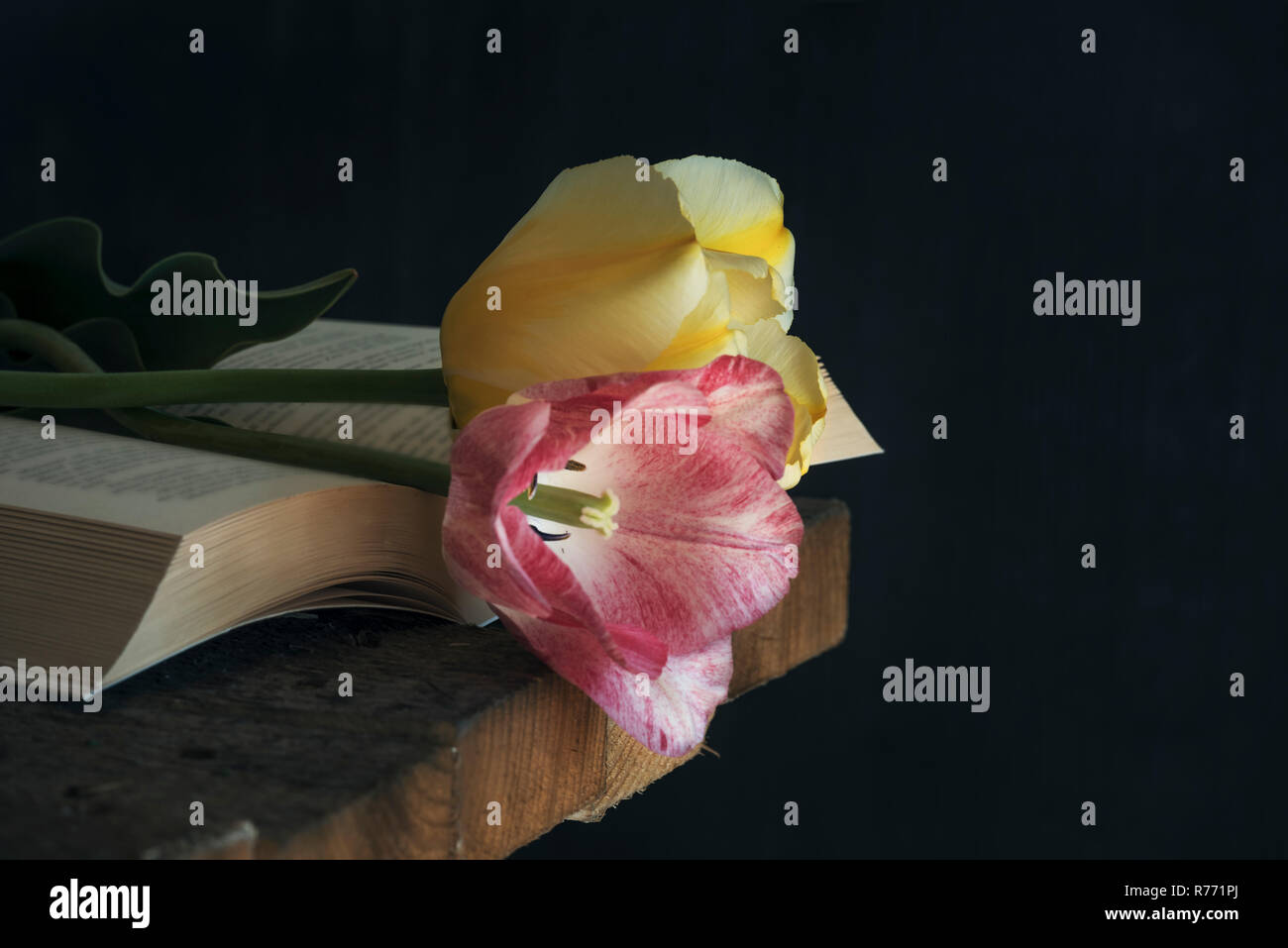 Red and yellow tulips on an open book Stock Photo - Alamy