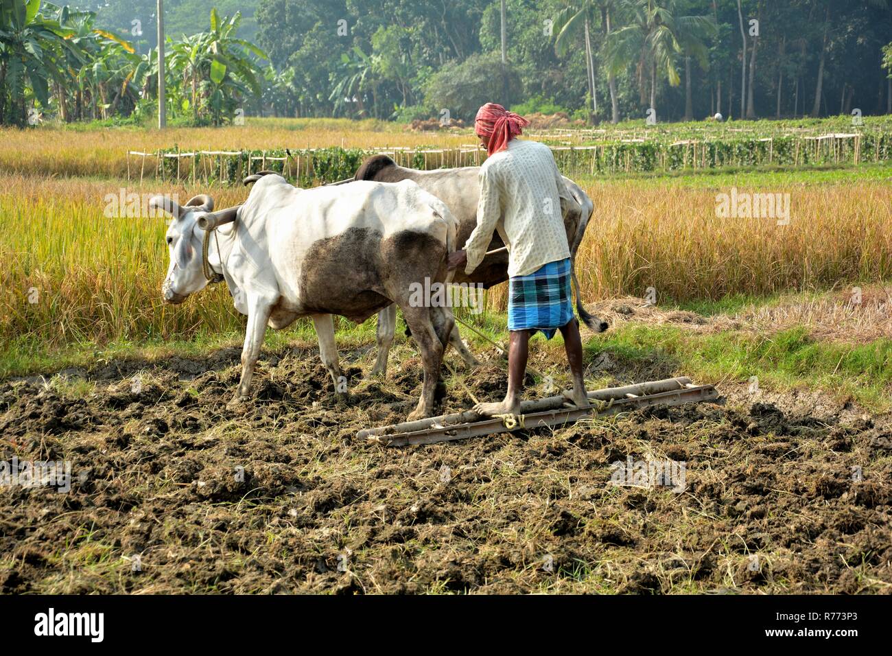 Man ploughing field two bullocks hi-res stock photography and images ...