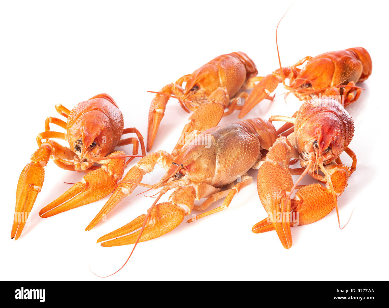 river crayfish in front of white background Stock Photo - Alamy