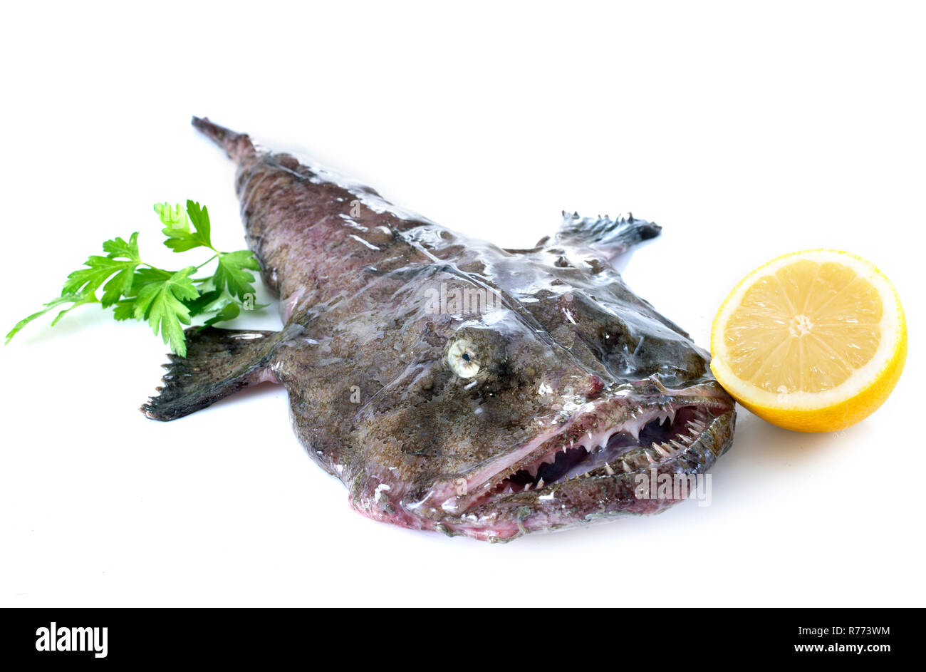 picture of monkfish in front of white background Stock Photo - Alamy