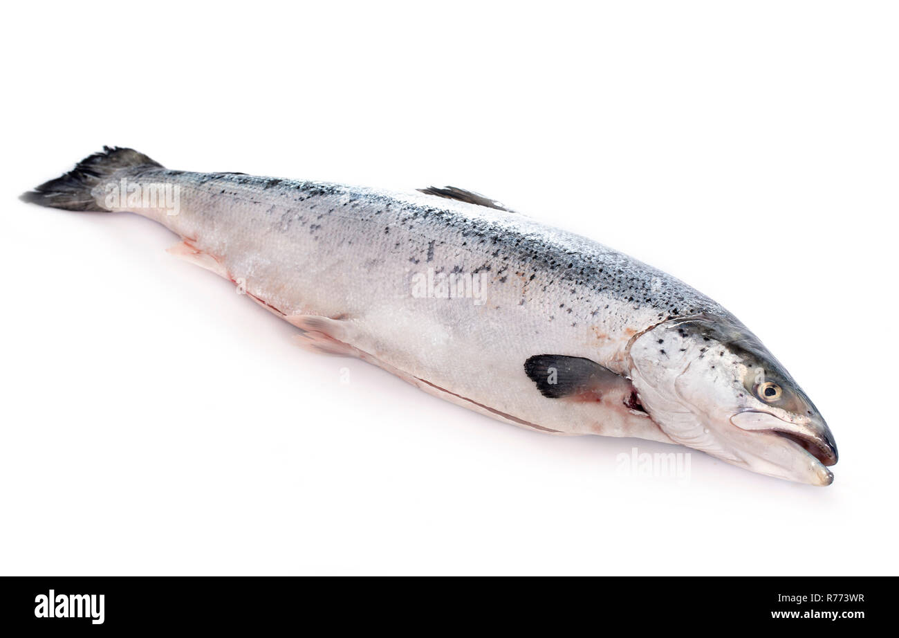 salmon fish in front of white background Stock Photo - Alamy