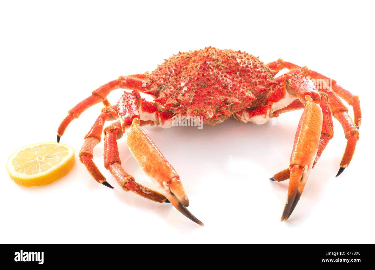 red spider crabs in front of white background Stock Photo - Alamy
