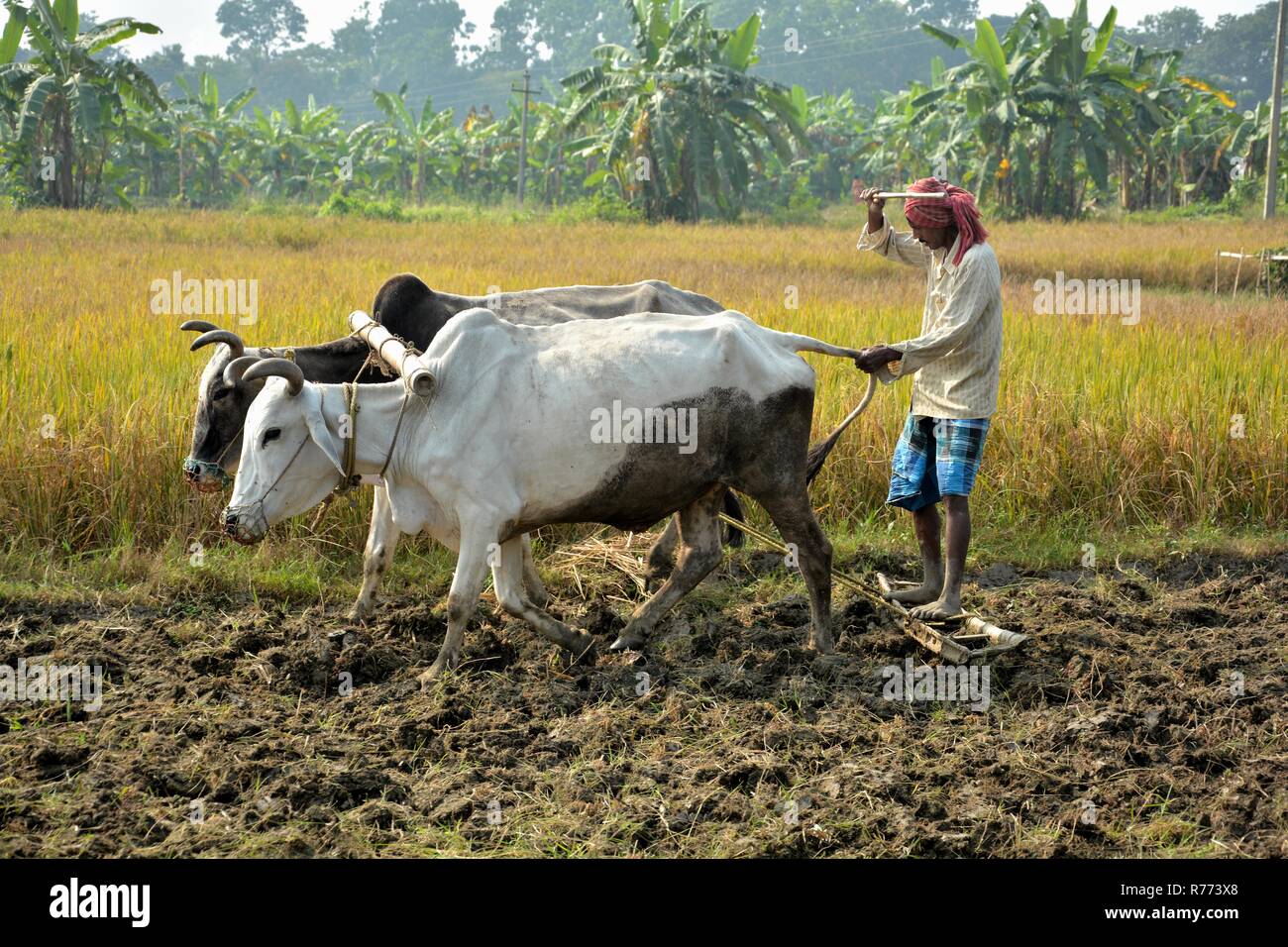 Ploughing with cows hi-res stock photography and images - Alamy