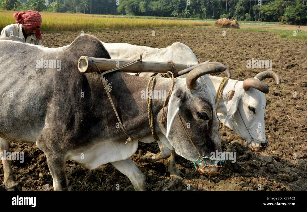 Farmers ploughing with oxen hi-res stock photography and images - Alamy
