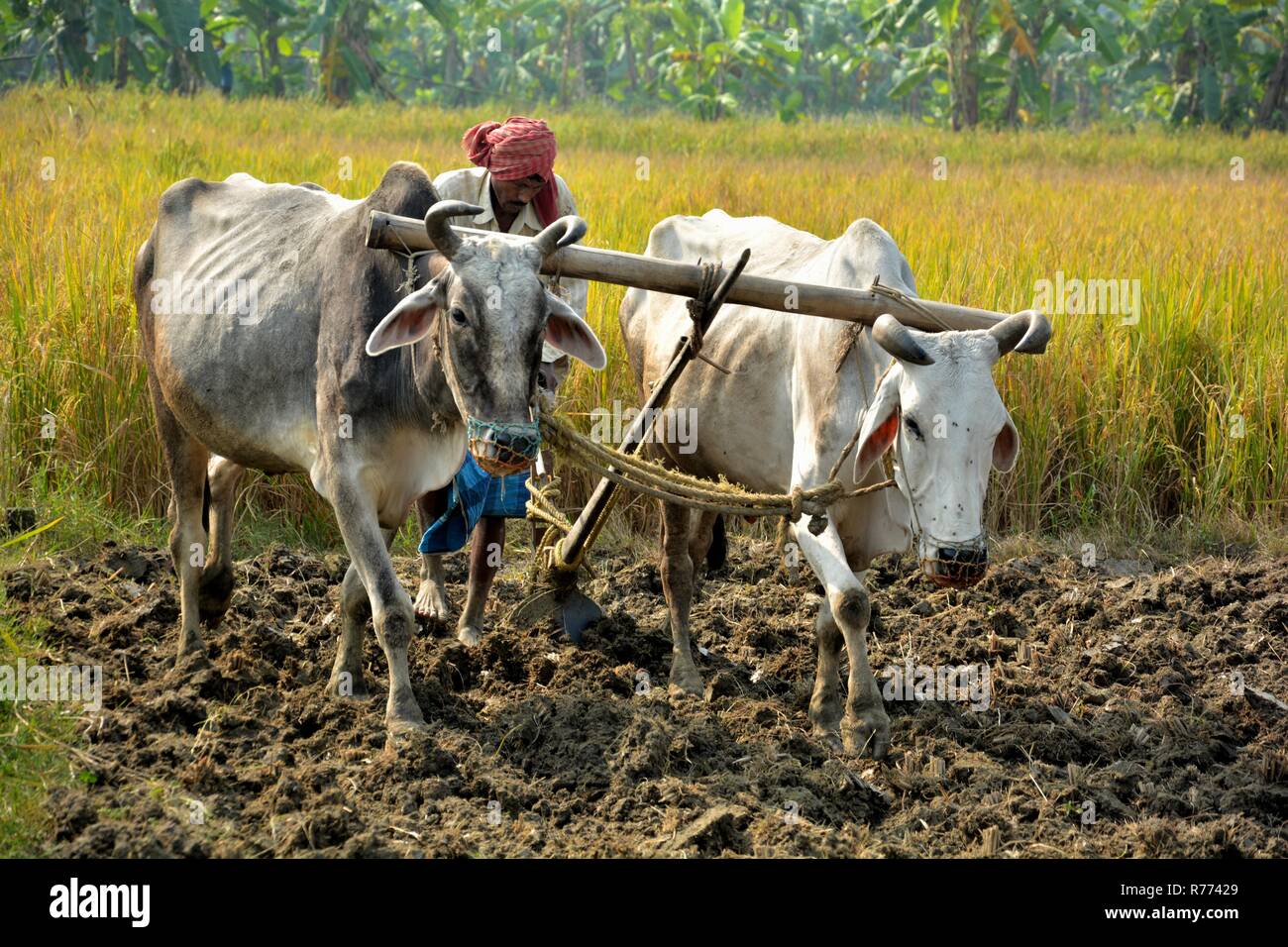 Farmer oxen ploughing rice field hi-res stock photography and images ...