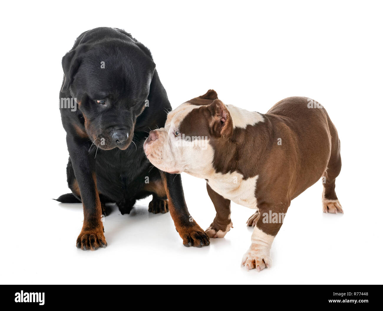 american bully and rottweiler in front of white background Stock Photo ...