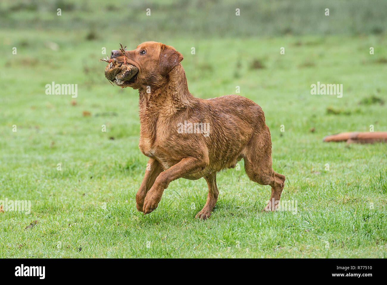Labrador Retriever on a partridge shoot retrieving a partridge Stock ...