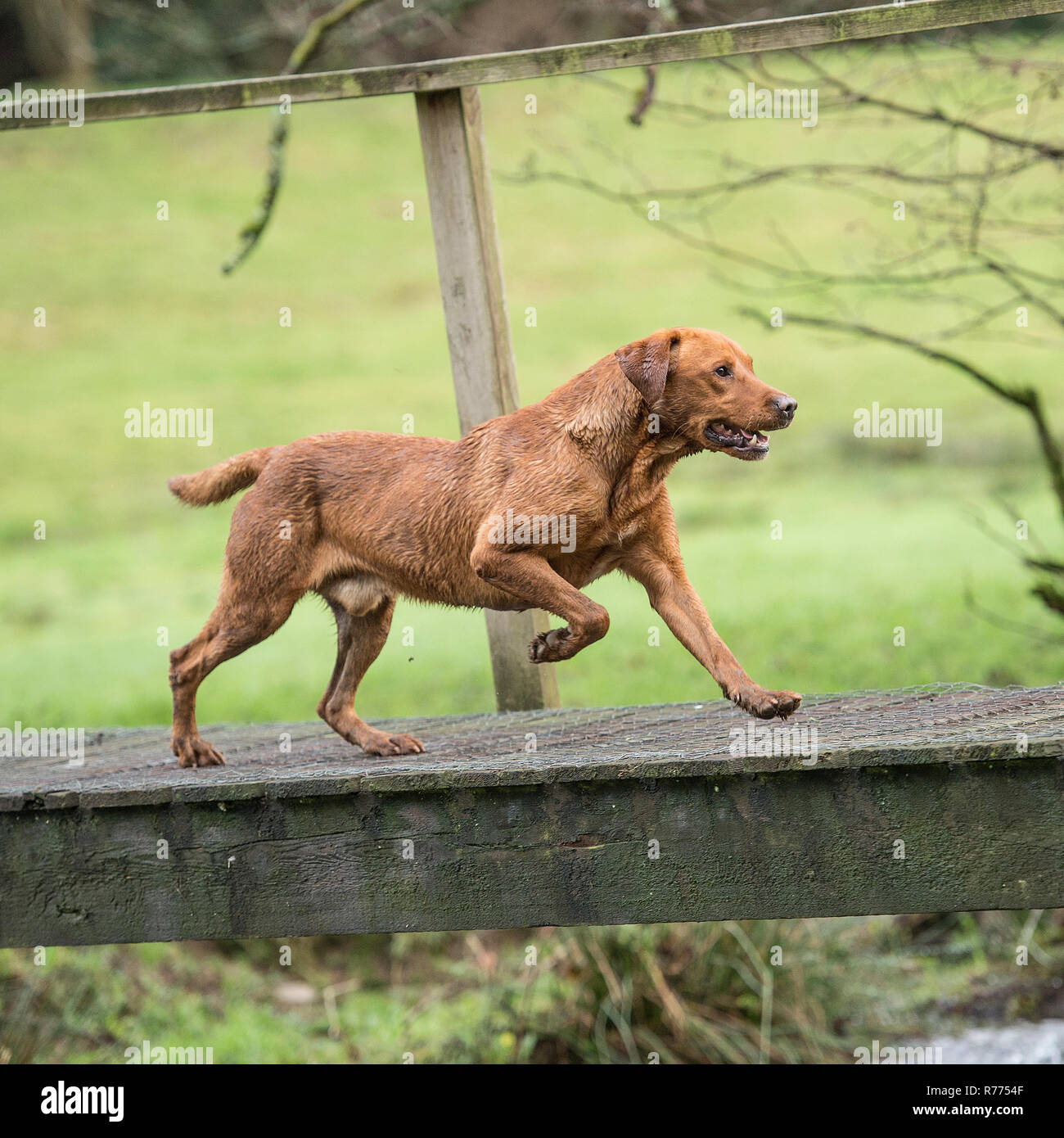 Male fox red labrador hi-res stock photography and images - Alamy