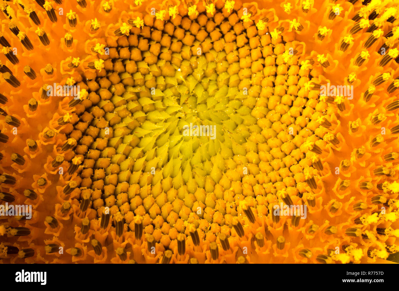 Sunflower middle pattern hi-res stock photography and images - Alamy