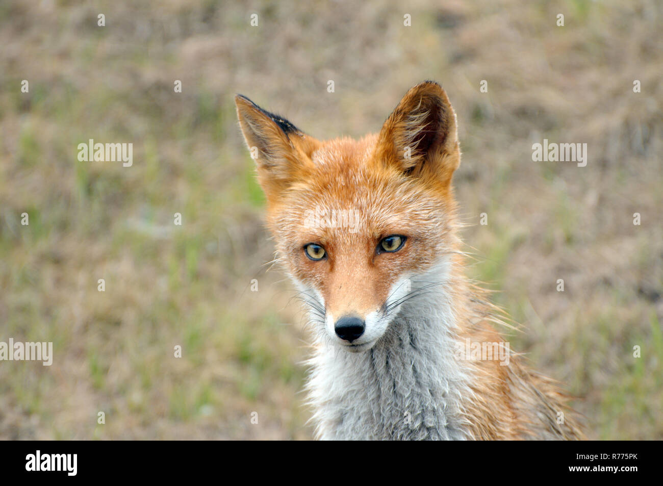 Wet red fox hi-res stock photography and images - Alamy