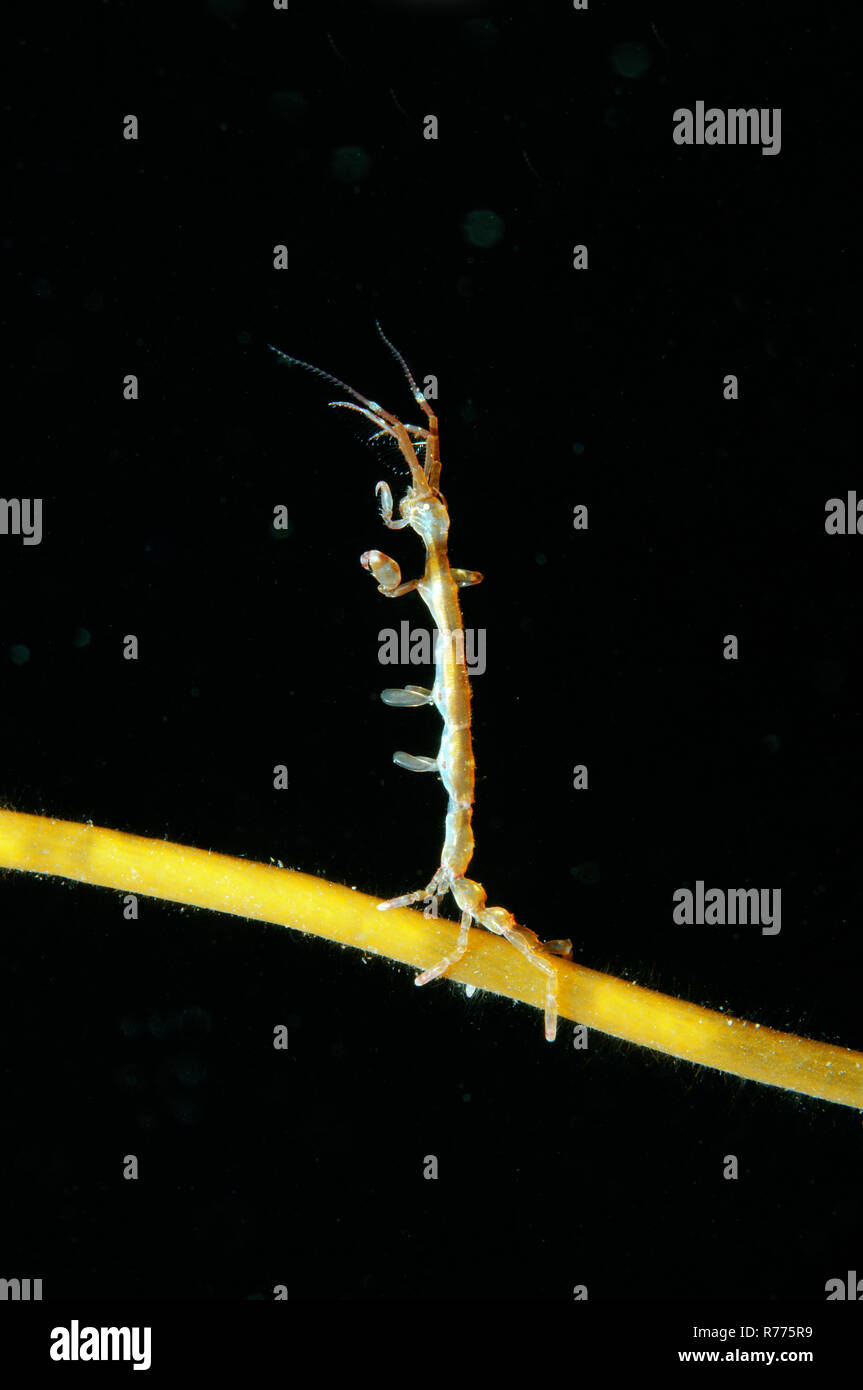 Skeleton shrimp or ghost shrimp (Caprella linearis), White Sea, Karelia ...