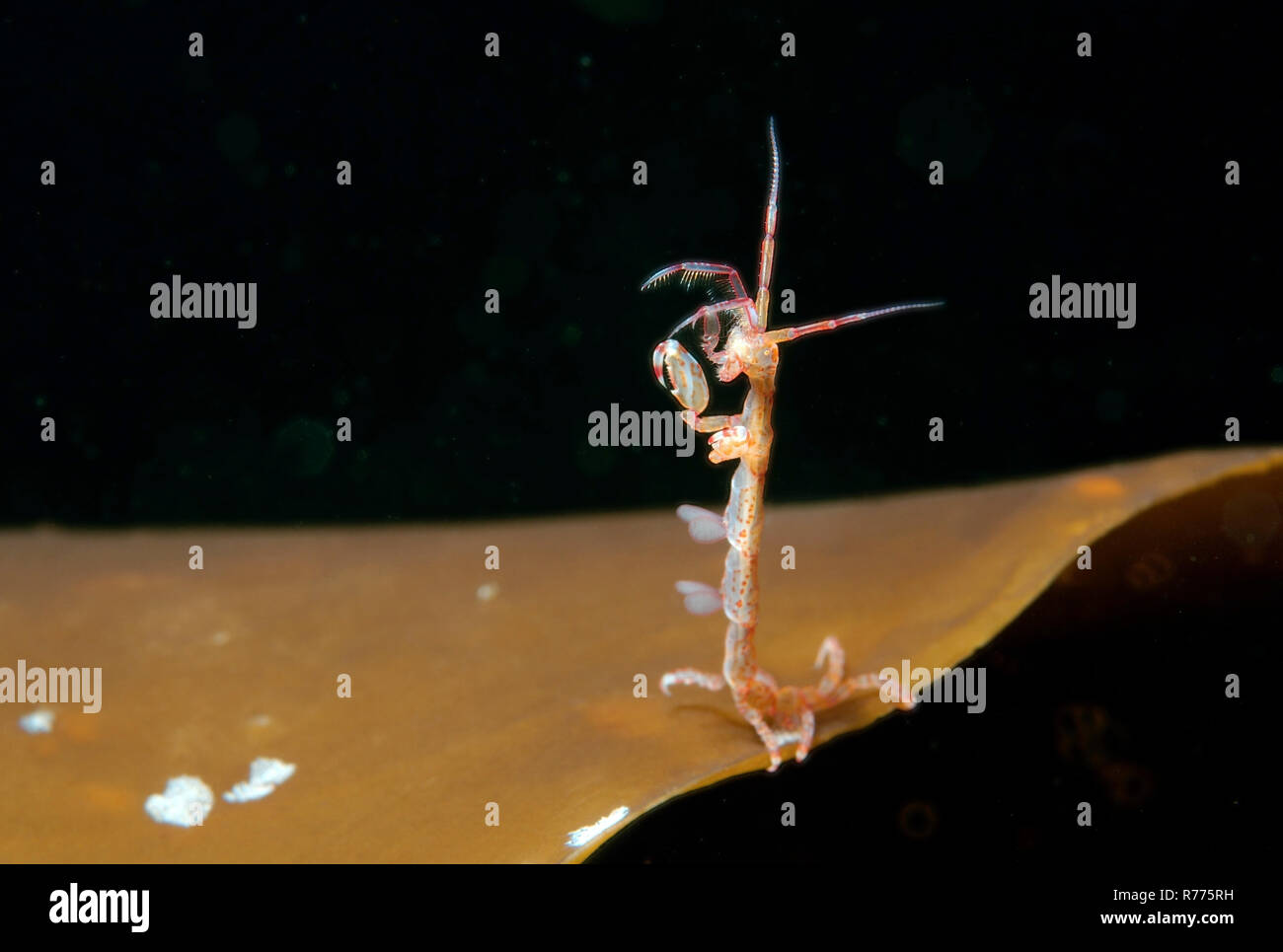 Skeleton shrimp or ghost shrimp (Caprella linearis), White Sea, Karelia ...