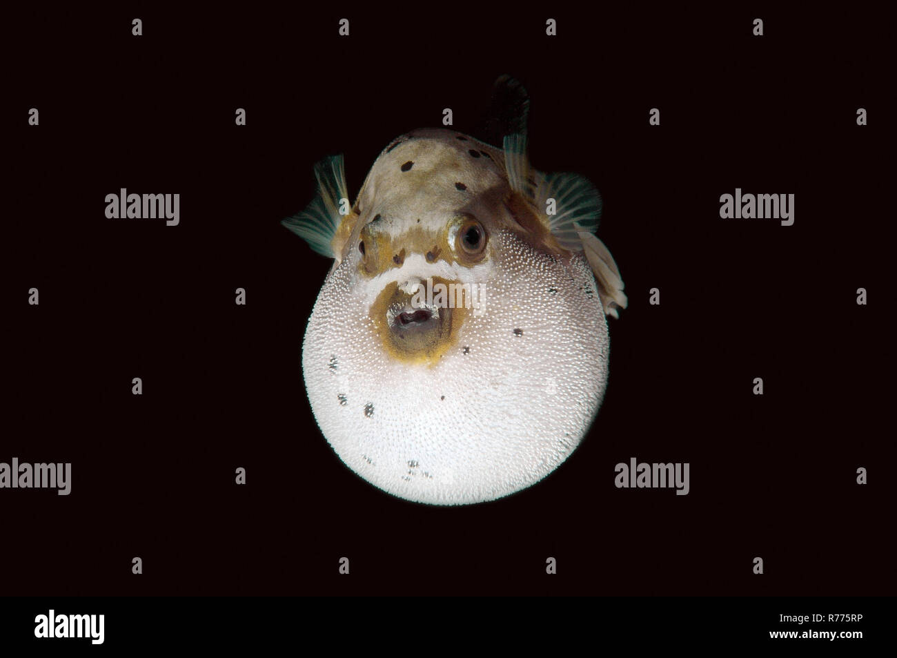 Blackspotted puffer fish dog faced puffer hi-res stock photography and ...