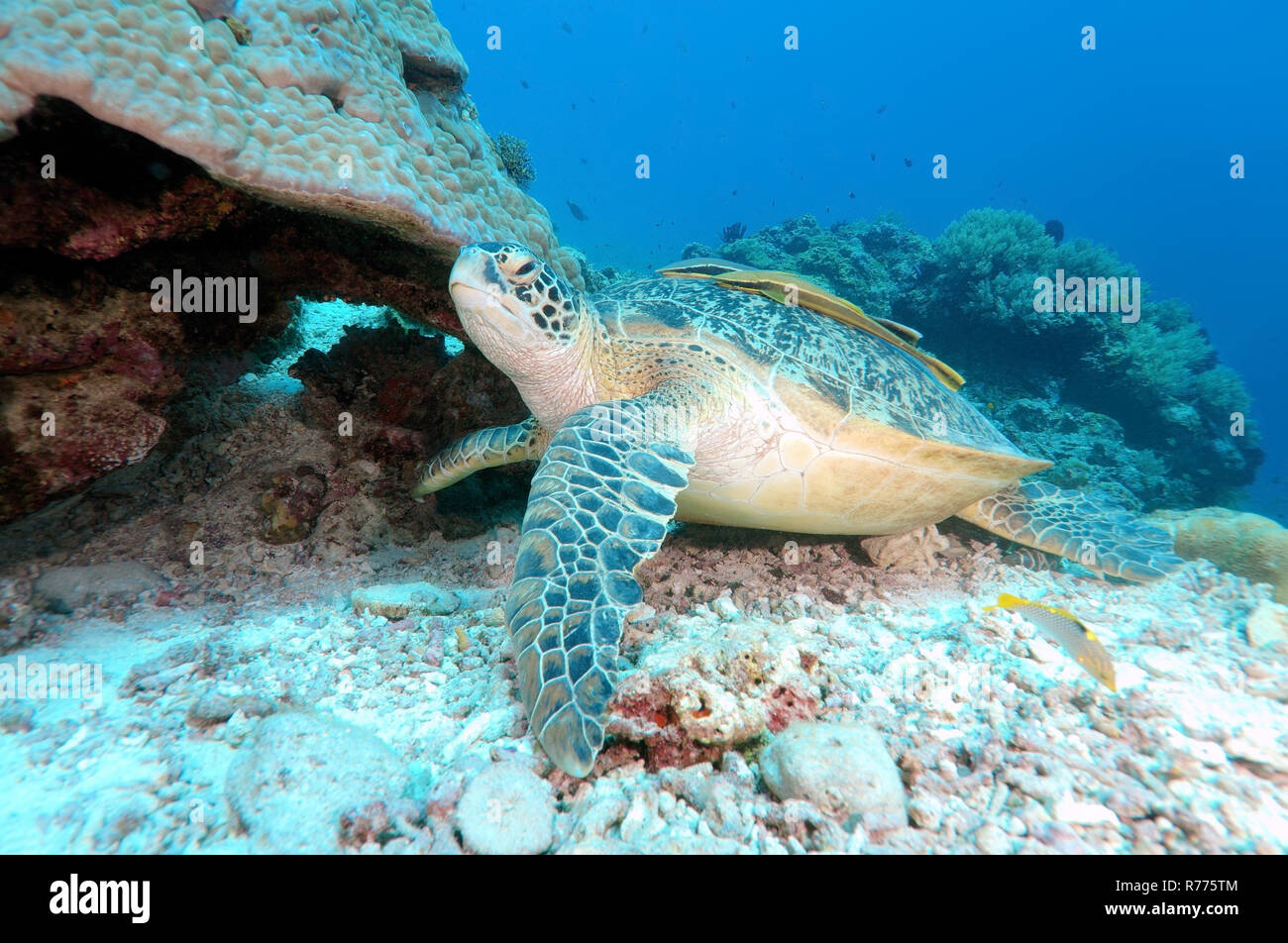 Green sea turtle (Chelonia mydas), Bohol Sea, Philippines Stock Photo ...