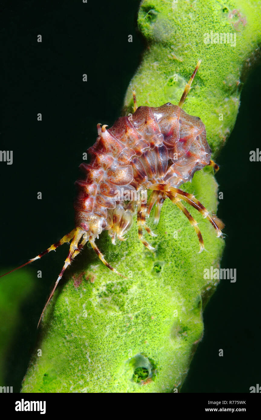 Pallasea cancellus hi-res stock photography and images - Alamy