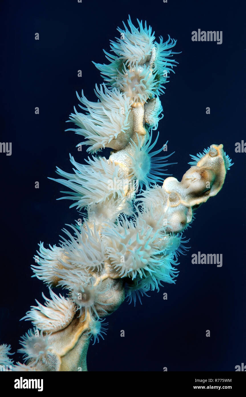 Gorgonian Wrapper (Nemanthus annamensis), Bohol Sea, Philippines Stock ...