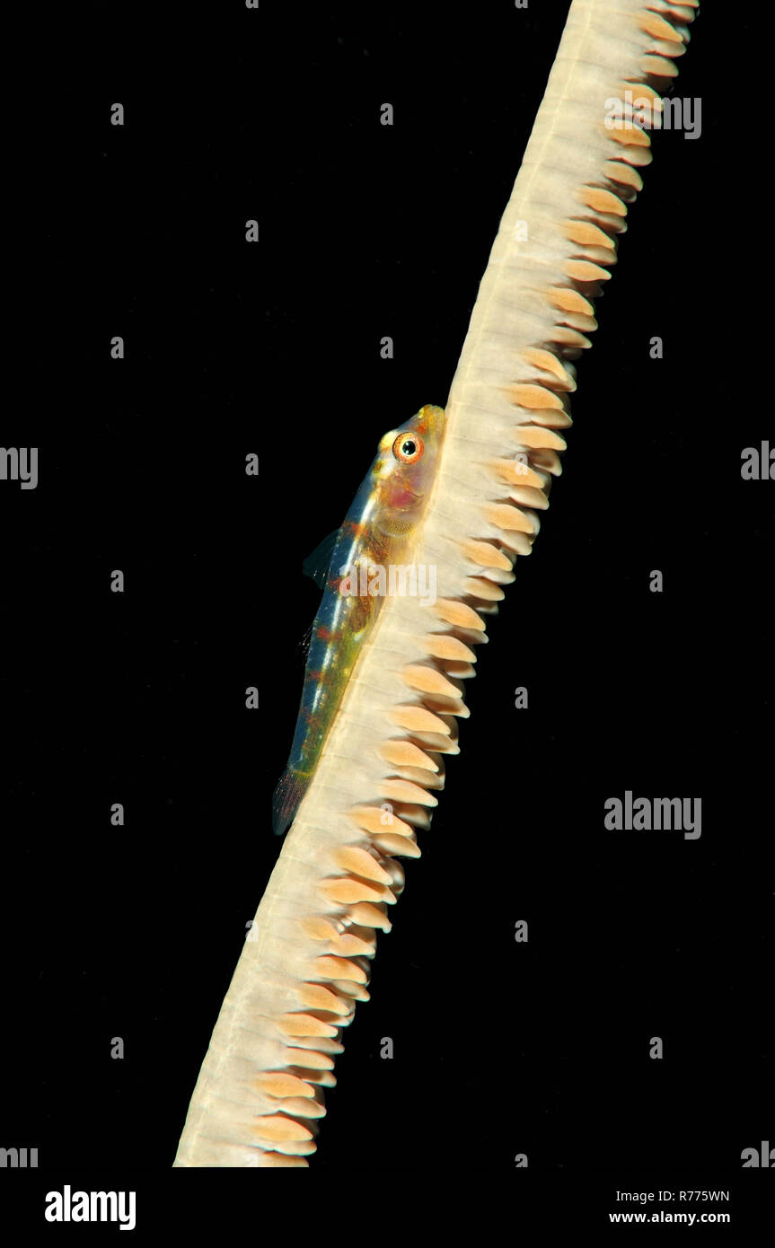 Large Whip Goby or White-line Seawhip Goby (Bryaninops amplus), Bohol ...