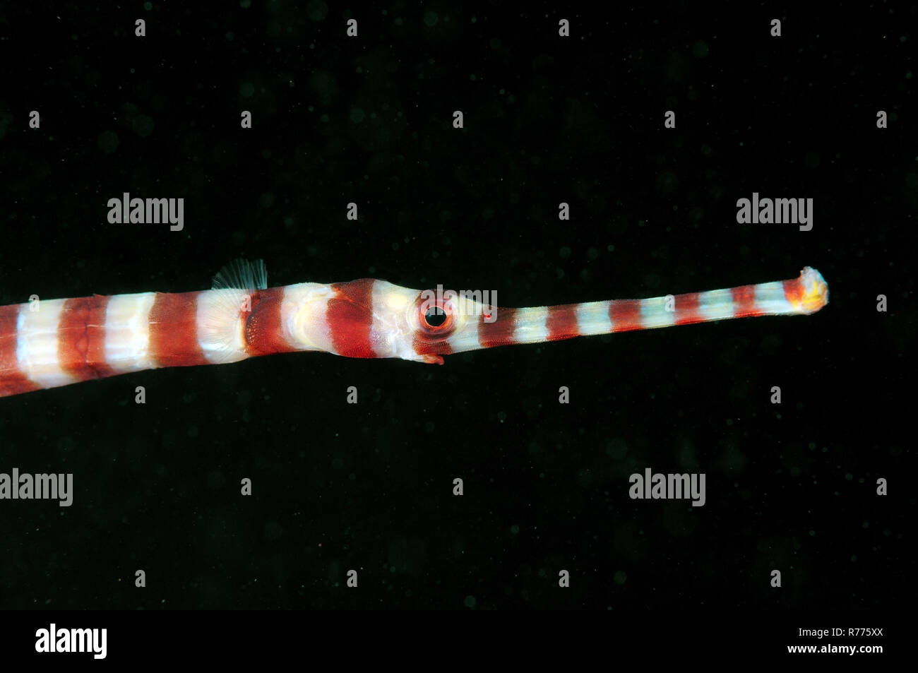 Banded pipefish hi-res stock photography and images - Alamy