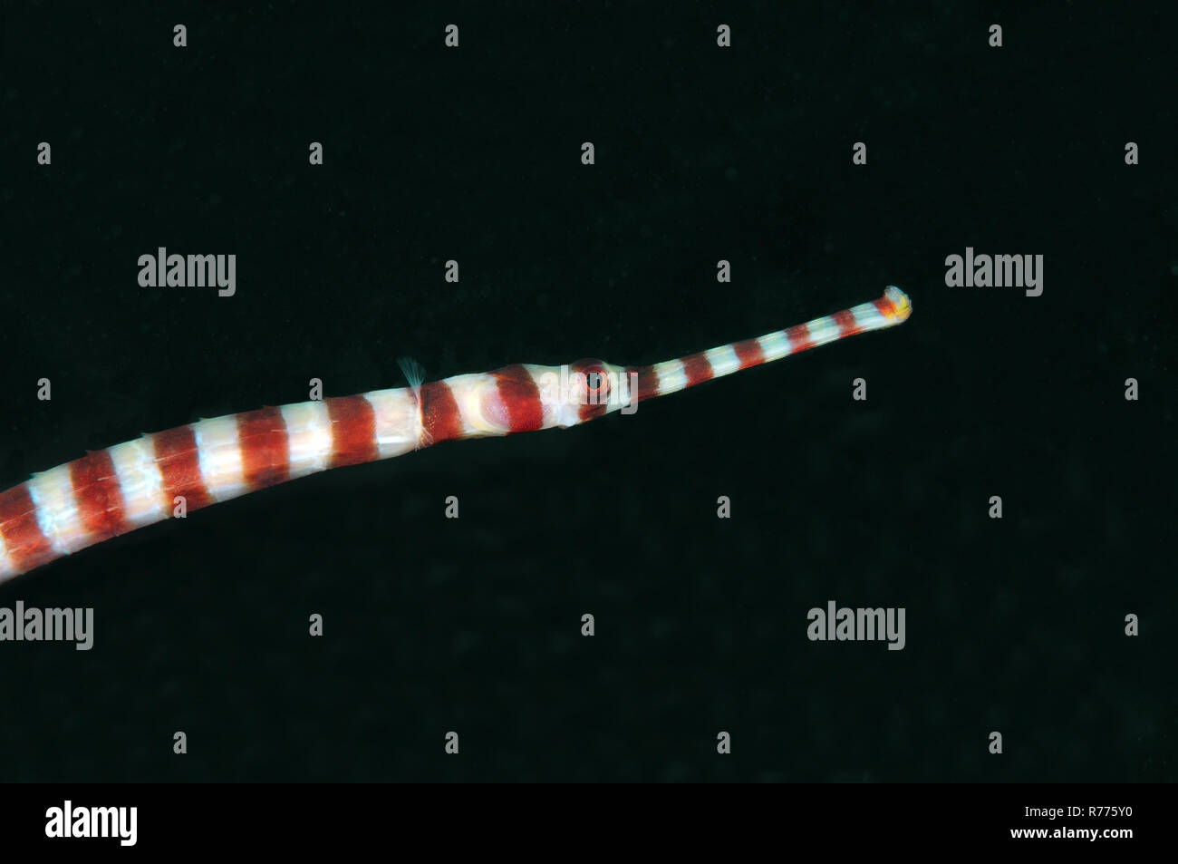 Banded pipefish or ringed pipefish (Dunckerocampus dactyliophorus ...