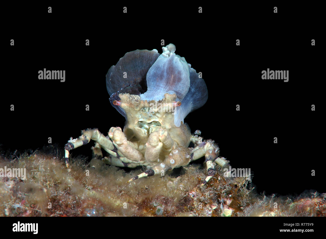 Corallimorph Decorator Crab (Cyclocoeloma tuberculata) with sea ...