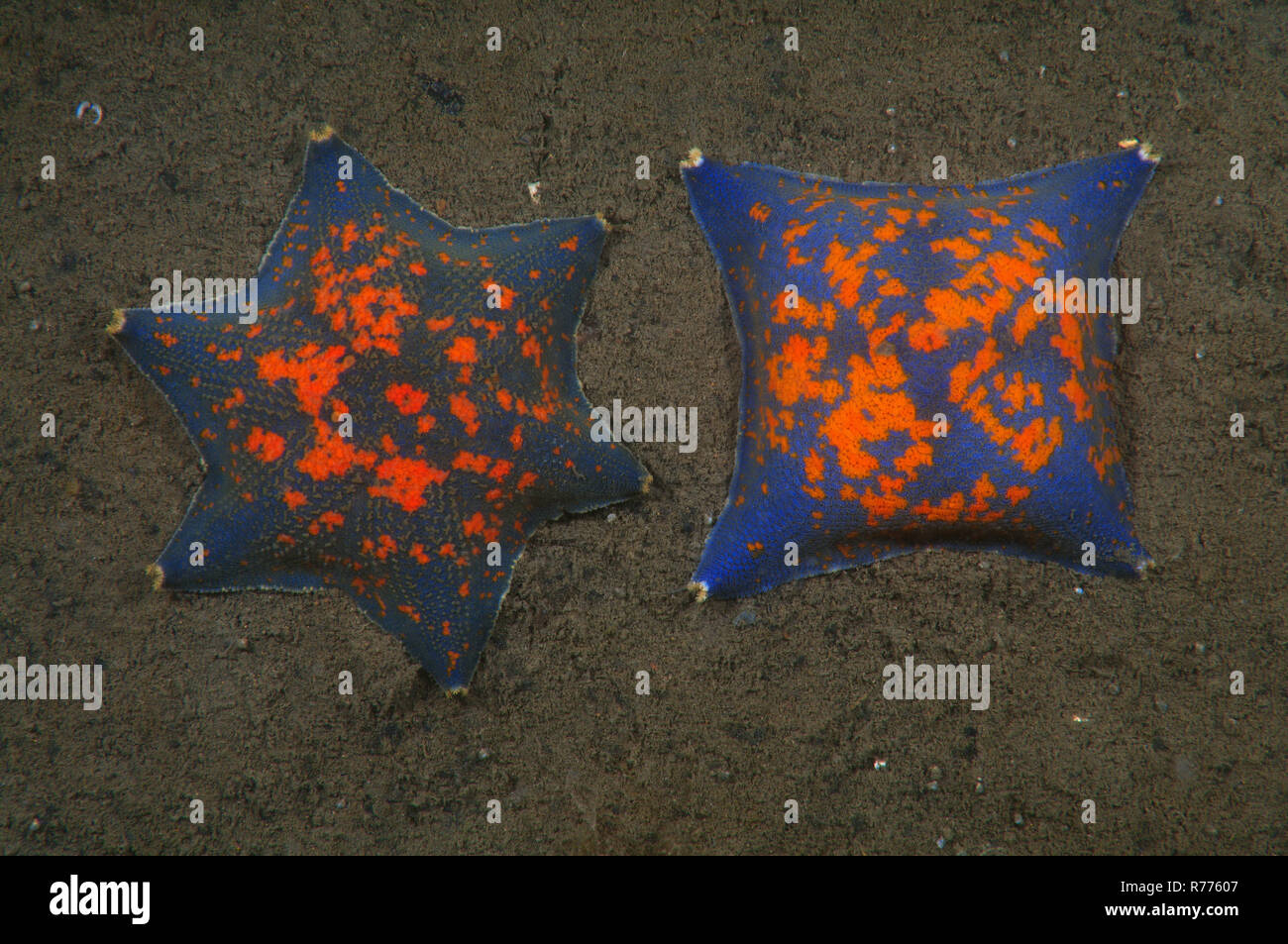 Two genetic mutations of Blue Bat Star (Patiria pectinifera) with four ...