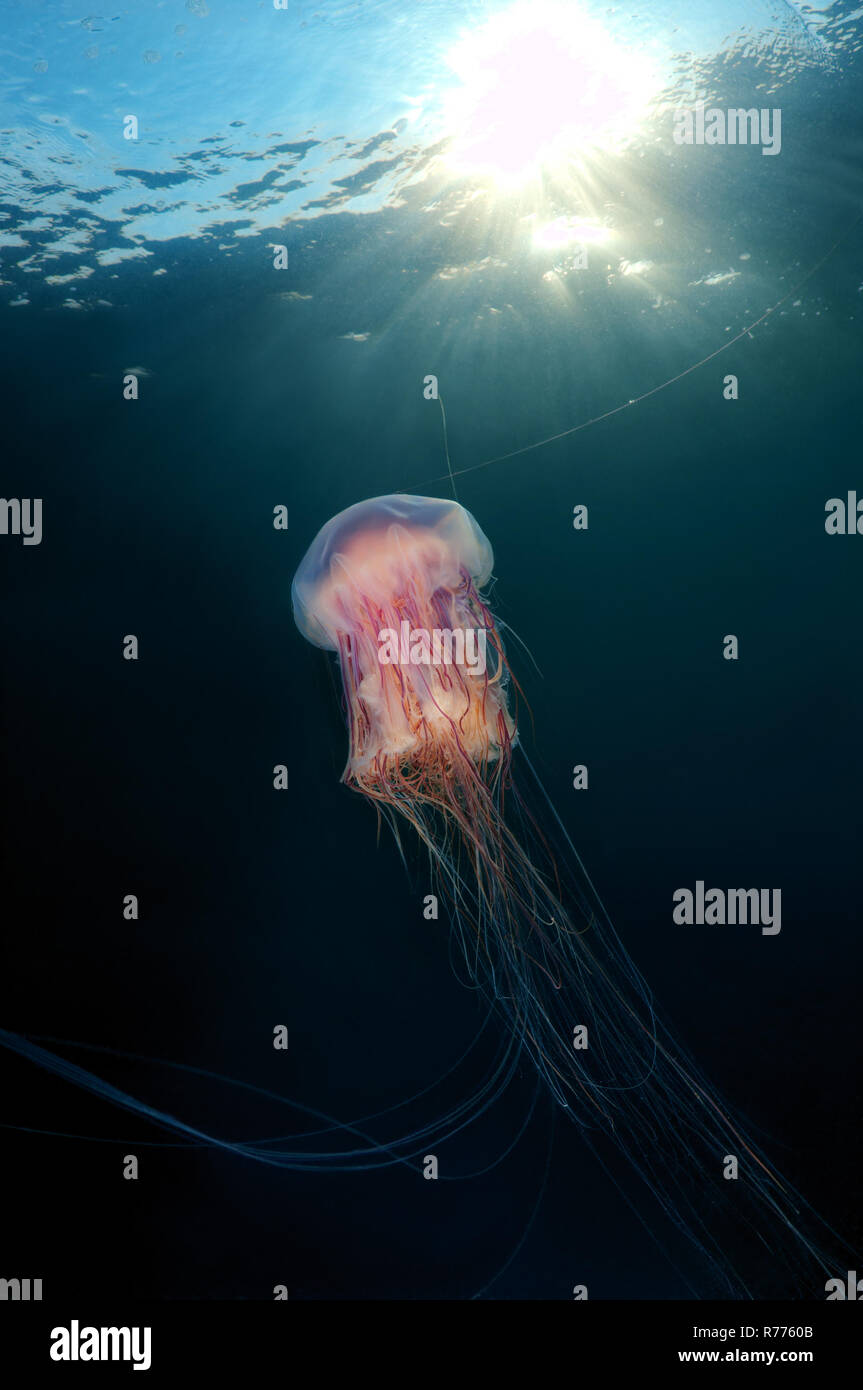 Lions mane jellyfish hi-res stock photography and images - Alamy