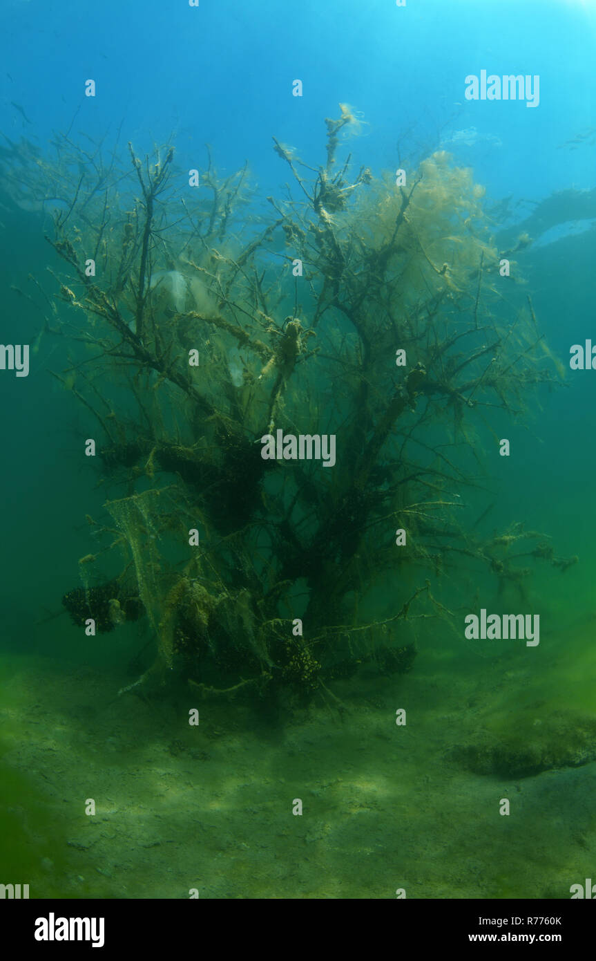 Underwater trees hi-res stock photography and images - Alamy
