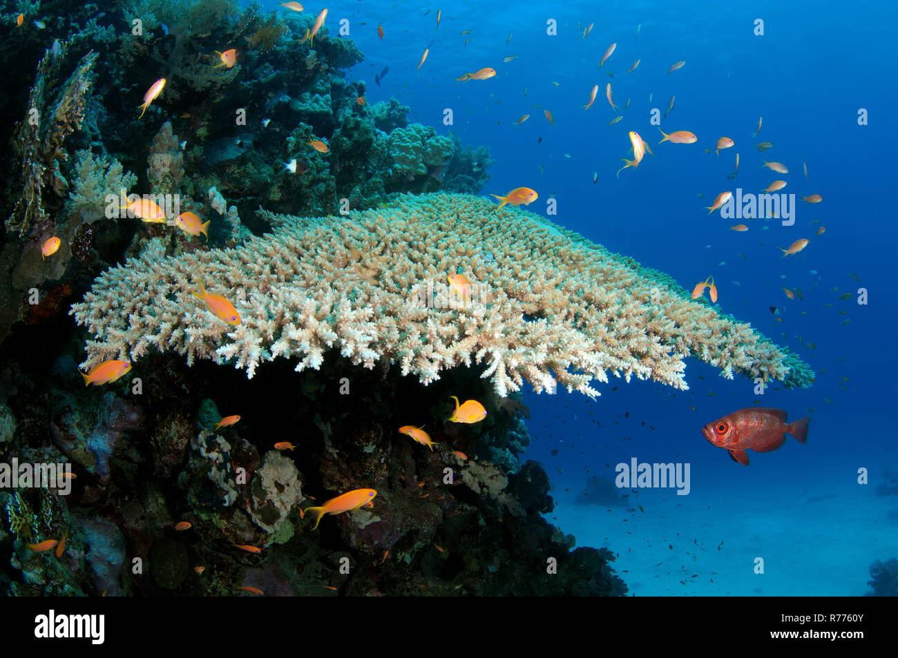 The life of a coral reef, Red Sea, Marsa Alam, Abu Dabab, Egypt Stock ...