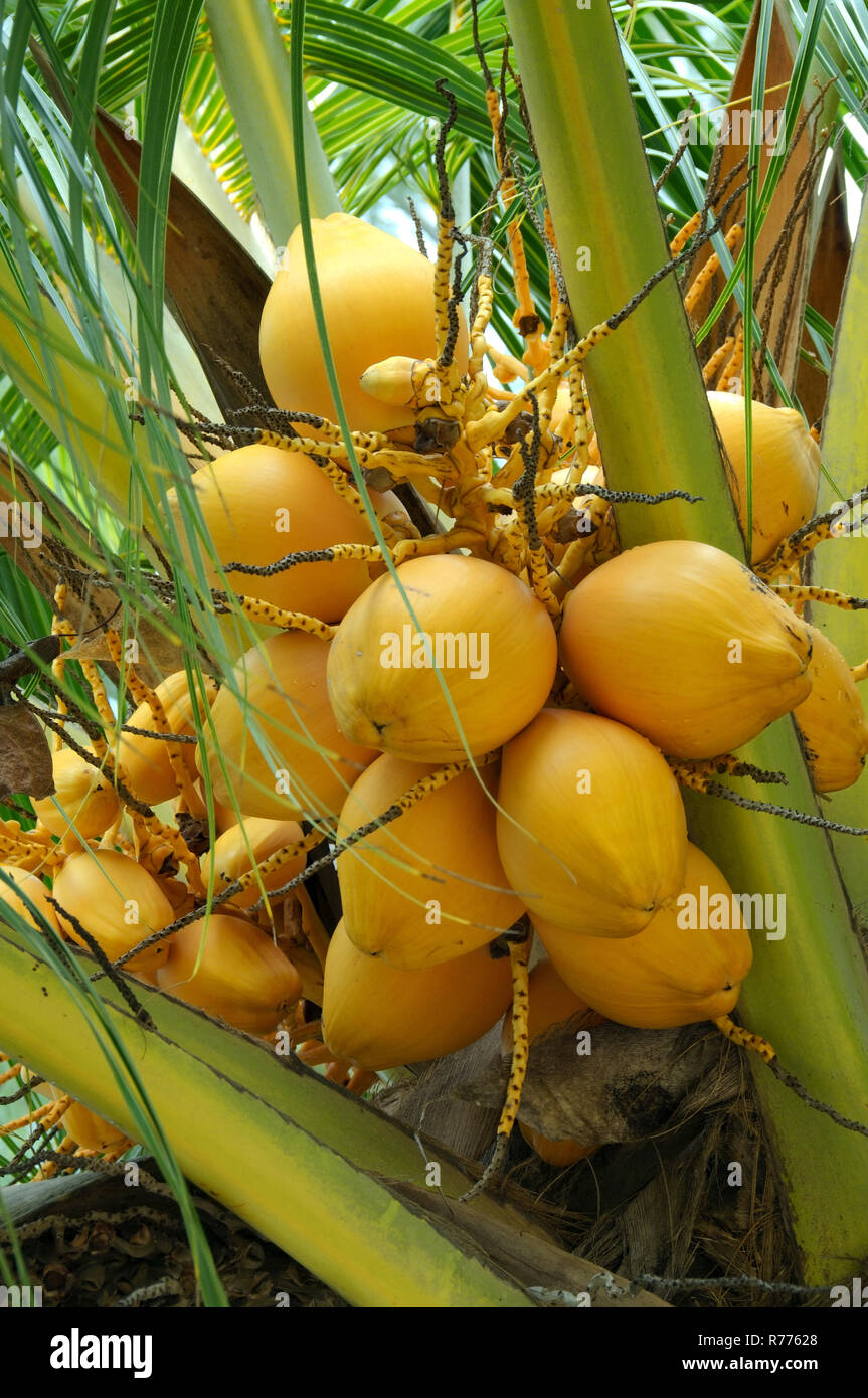 Ripe coconuts on a Coconut tree (Cocos nucifera), Denis Island ...
