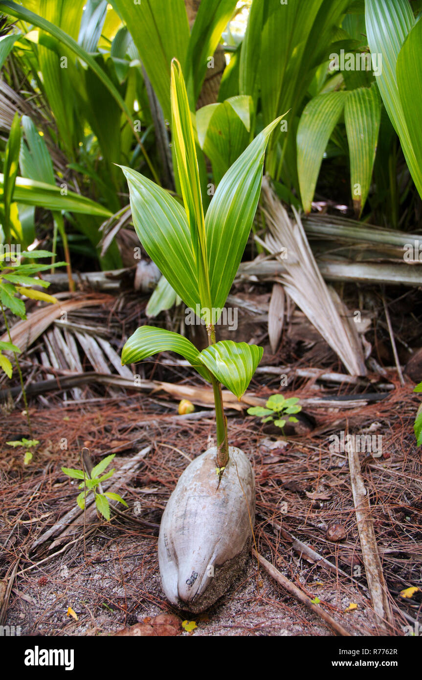 Coconut sprout hi-res stock photography and images - Alamy