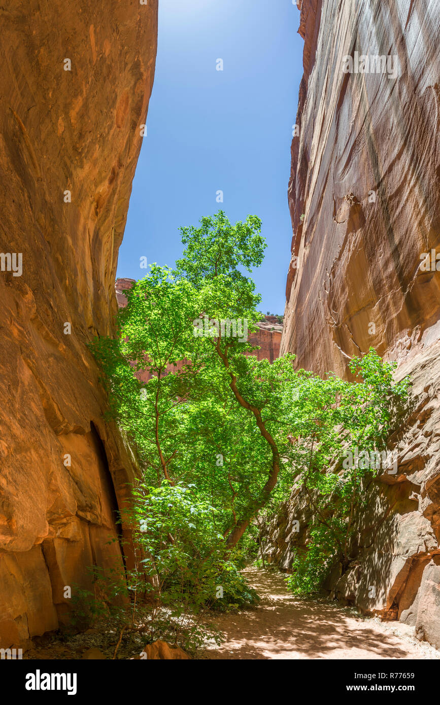Small Gorge High Resolution Stock Photography and Images - Alamy