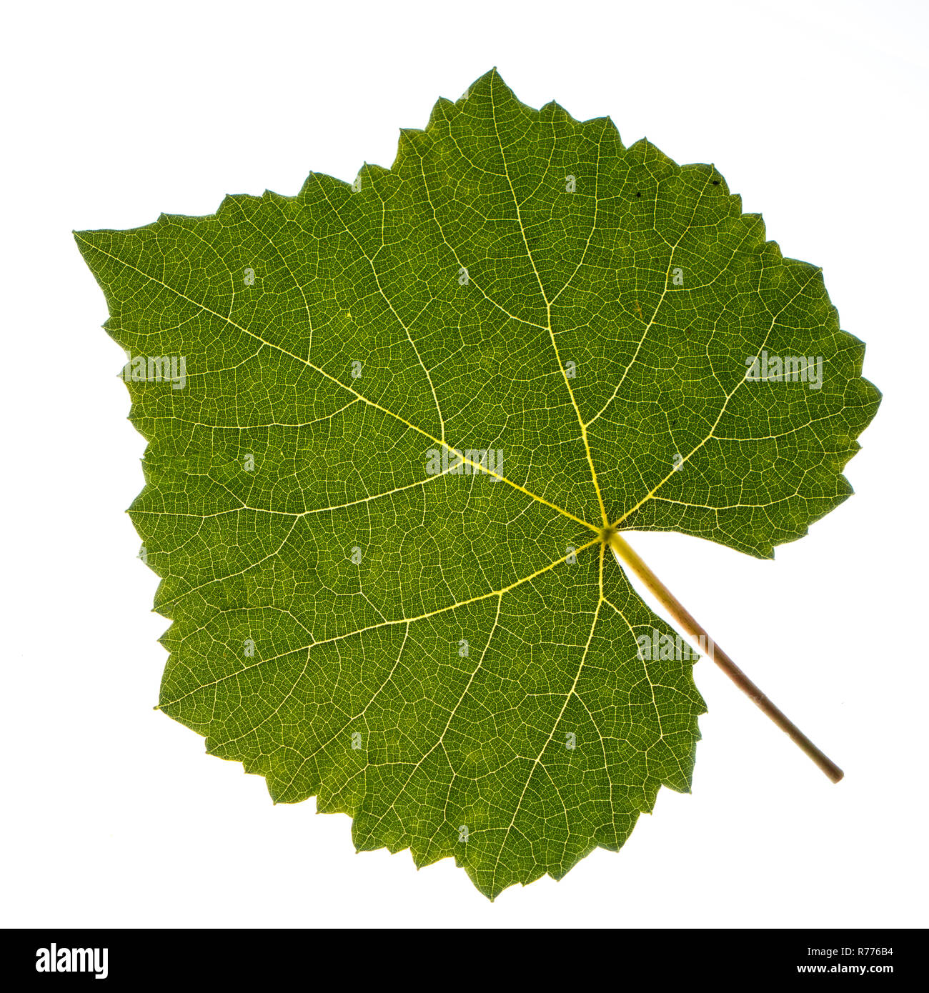 a vine leaf Stock Photo - Alamy