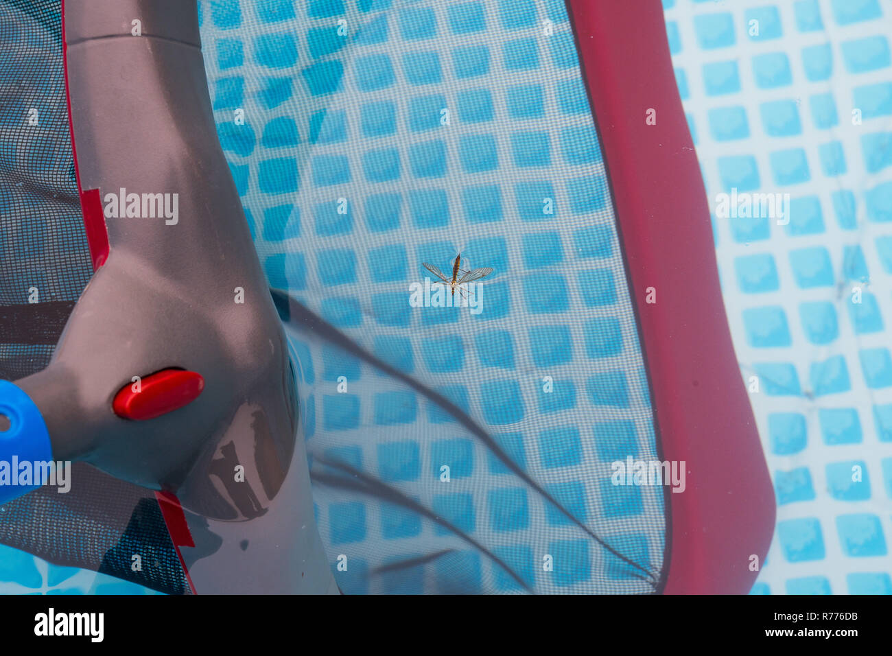Cleaning pool skimmer in hi-res stock photography and images - Alamy