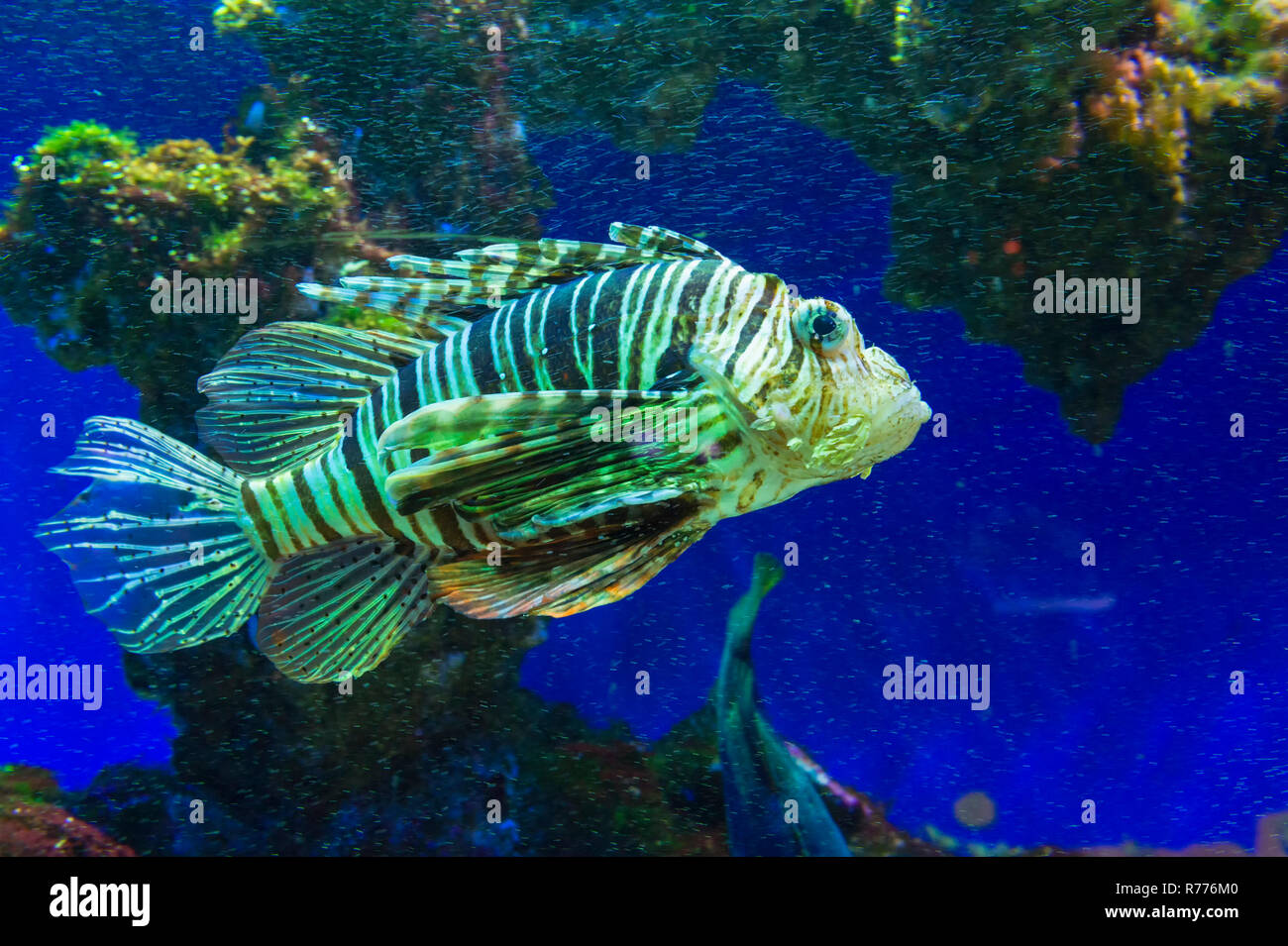 Lionfish side hi-res stock photography and images - Alamy