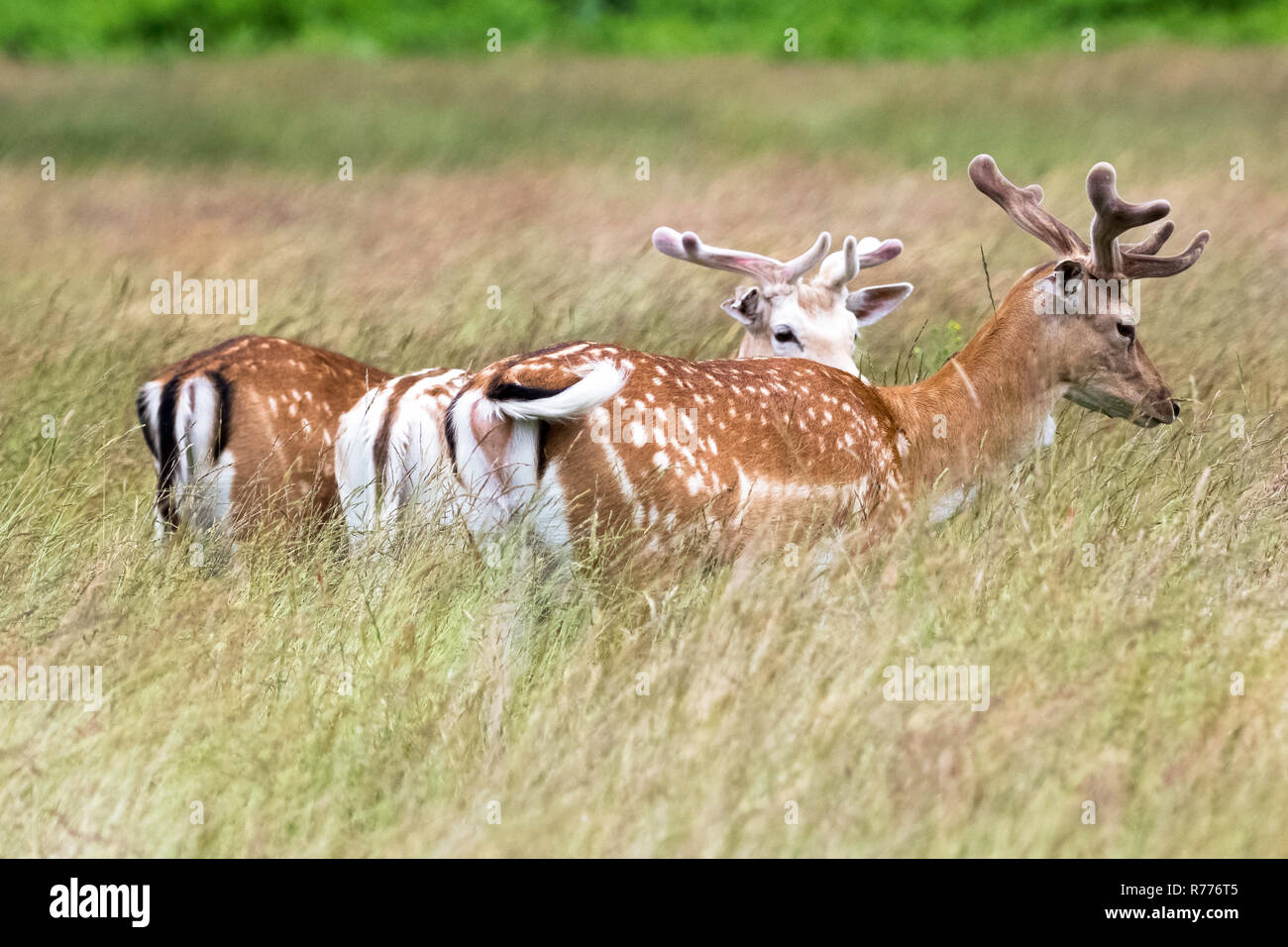 Wild young red deer Stock Photo - Alamy