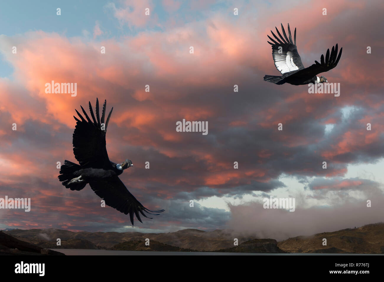 Sky with vultur hi-res stock photography and images - Alamy