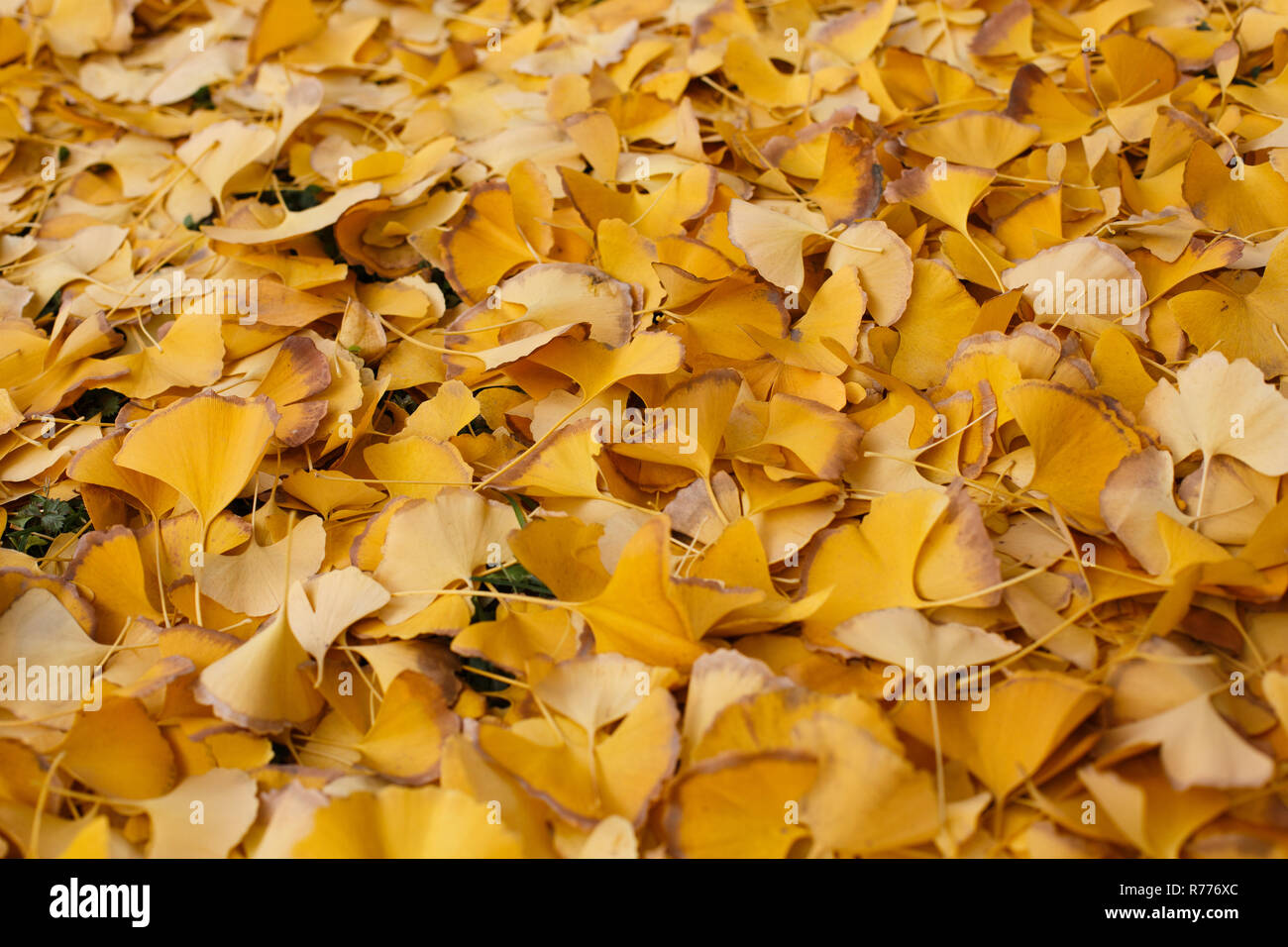 Gingko leaves hi-res stock photography and images - Alamy
