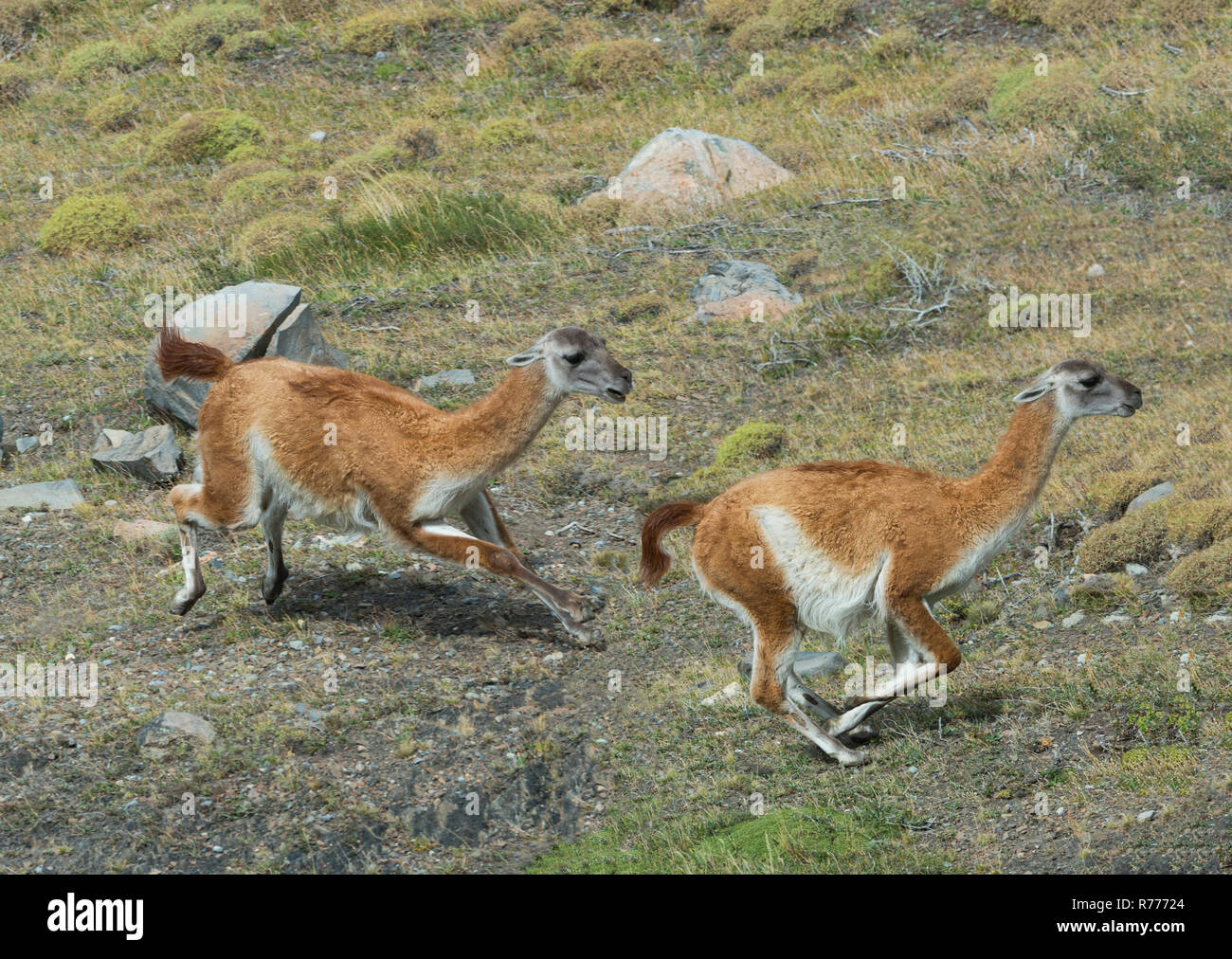 Running guanacos hi-res stock photography and images - Alamy