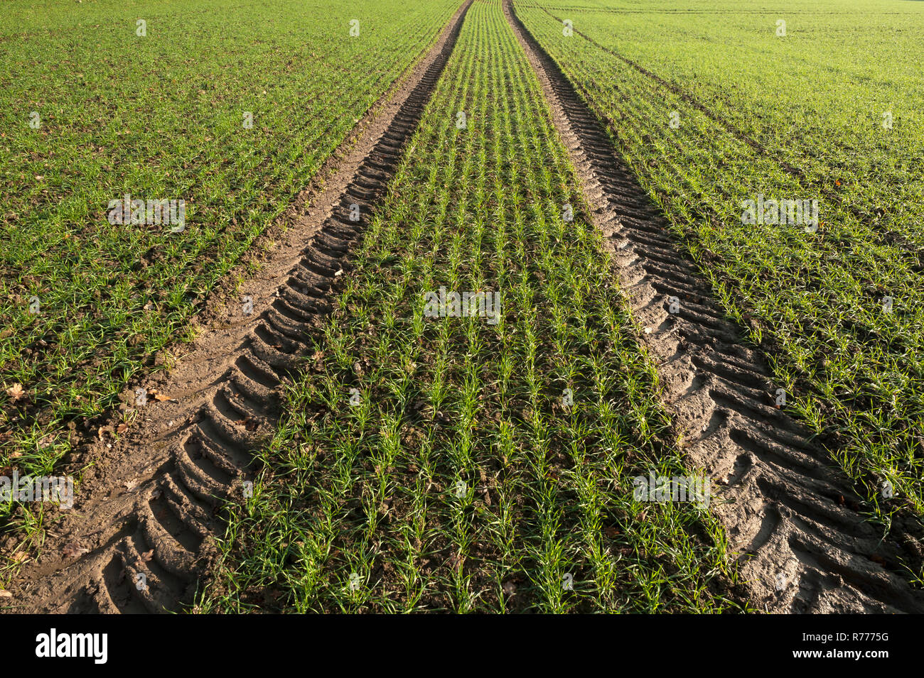 Budding wheat hi-res stock photography and images - Alamy