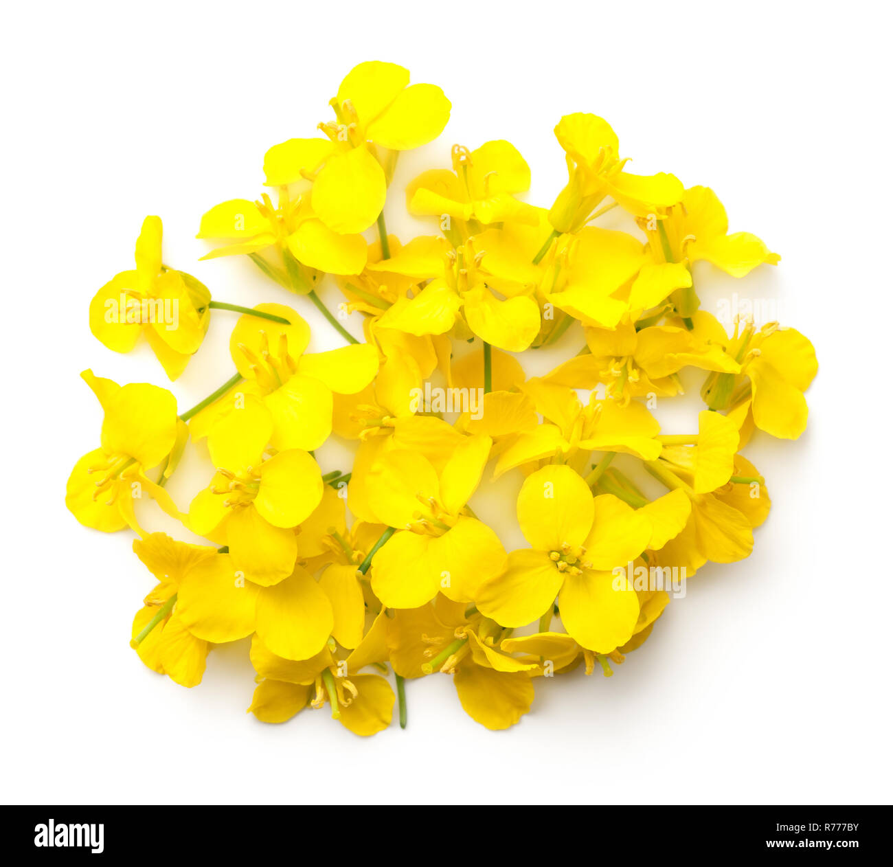 rapeseed flowers isolated on white background Stock Photo - Alamy