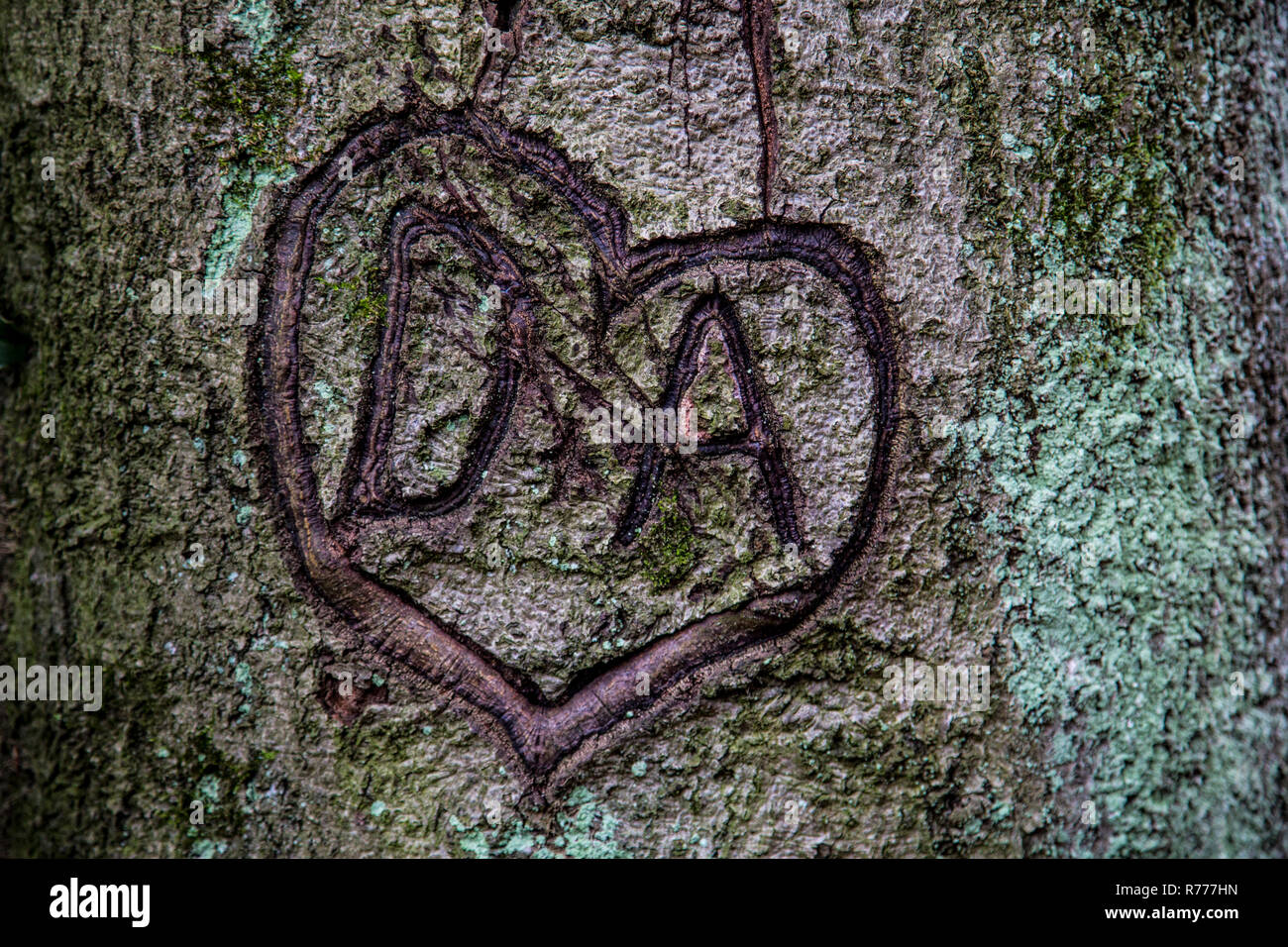 Initials Carved Tree High Resolution Stock Photography and Images - Alamy