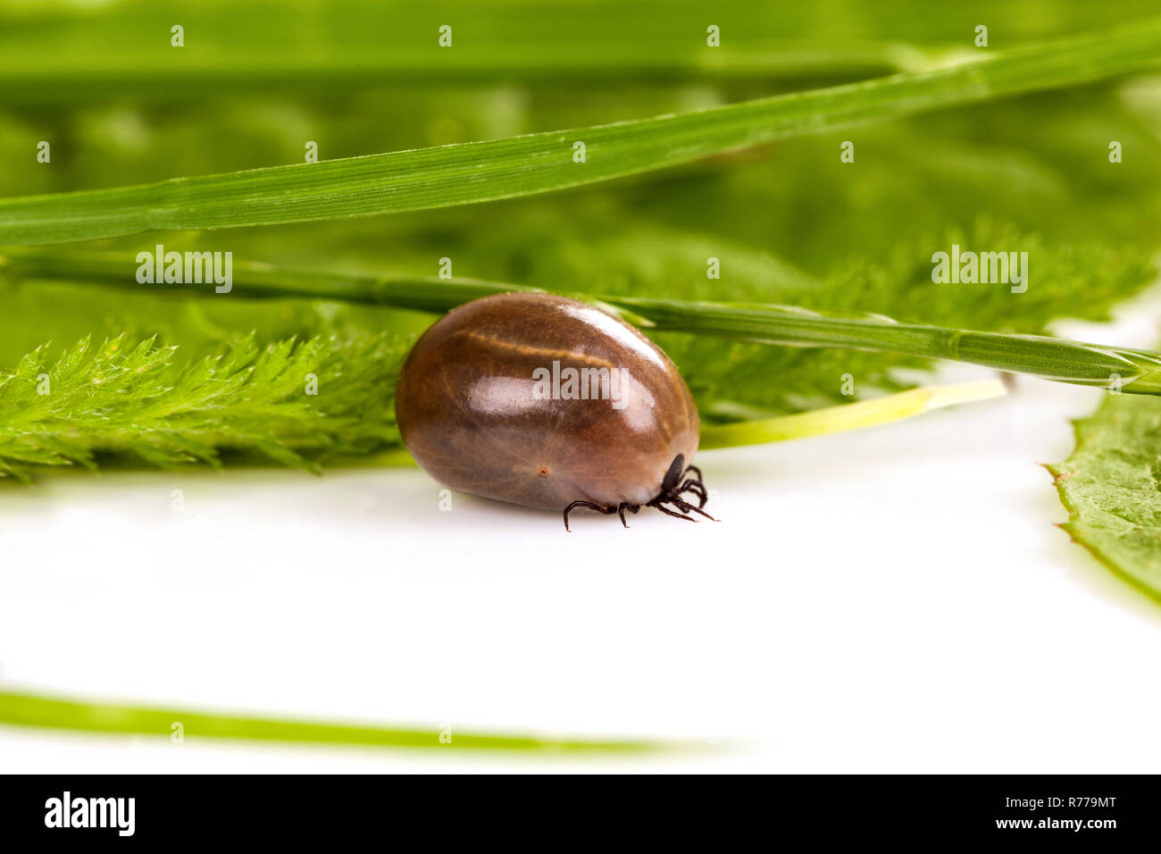 Huge tick full of blood Stock Photo - Alamy