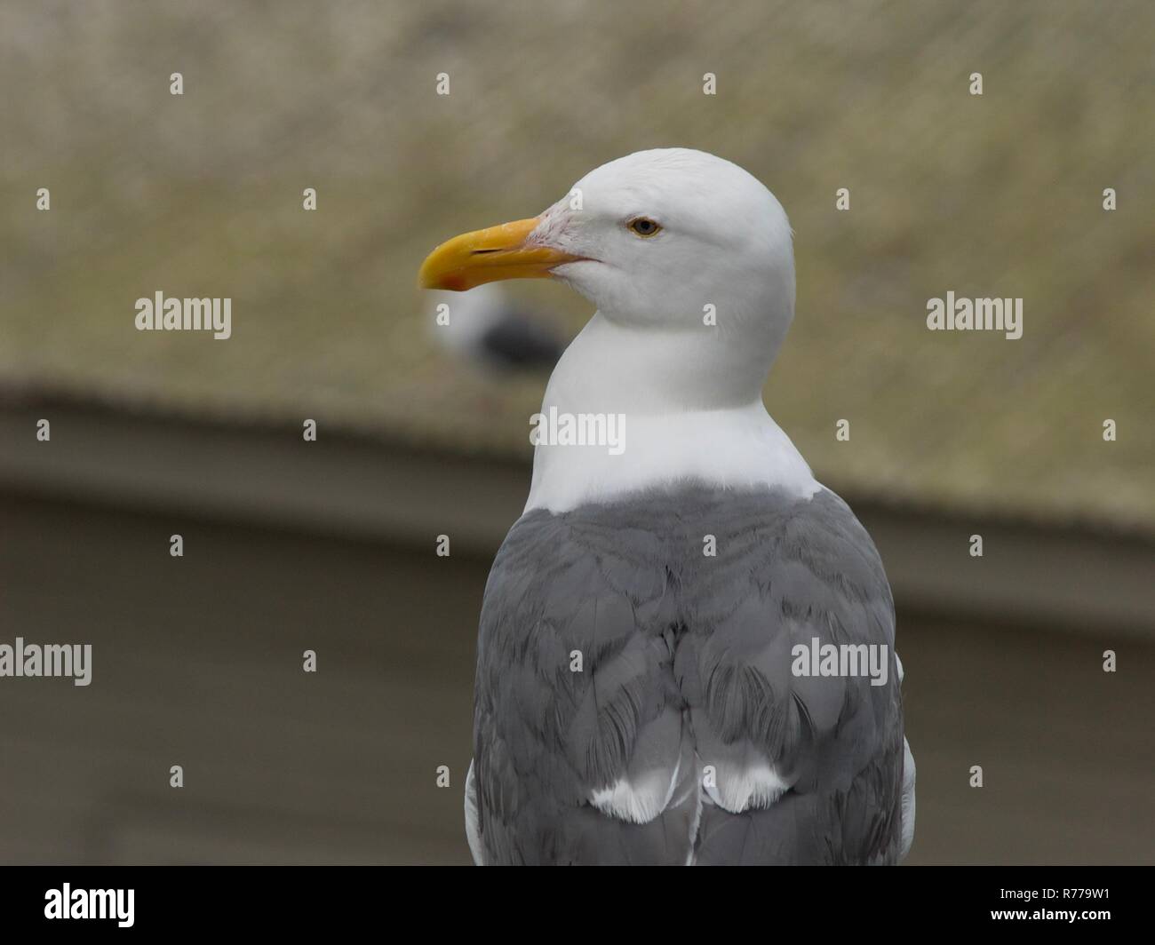 White feathers seagull hi-res stock photography and images - Alamy