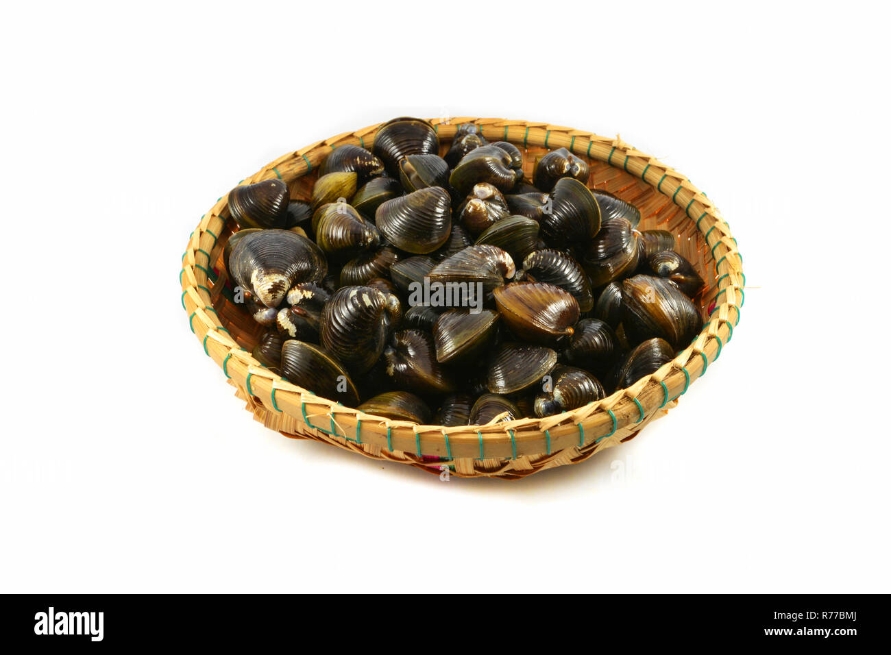 Freshwater clam mussel shell Cut Out Stock Images & Pictures - Alamy