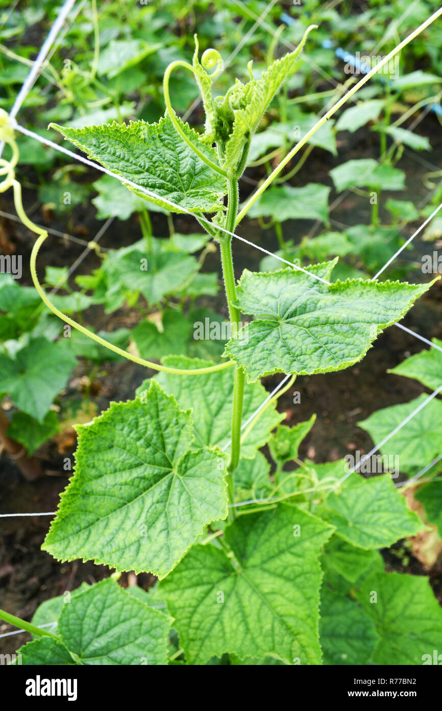 cucumber plant in farm field background / green plant cucumber growing ...