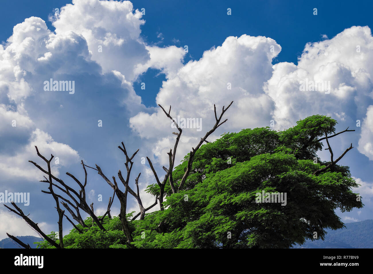 A landscape with trees and clouds Stock Photo - Alamy